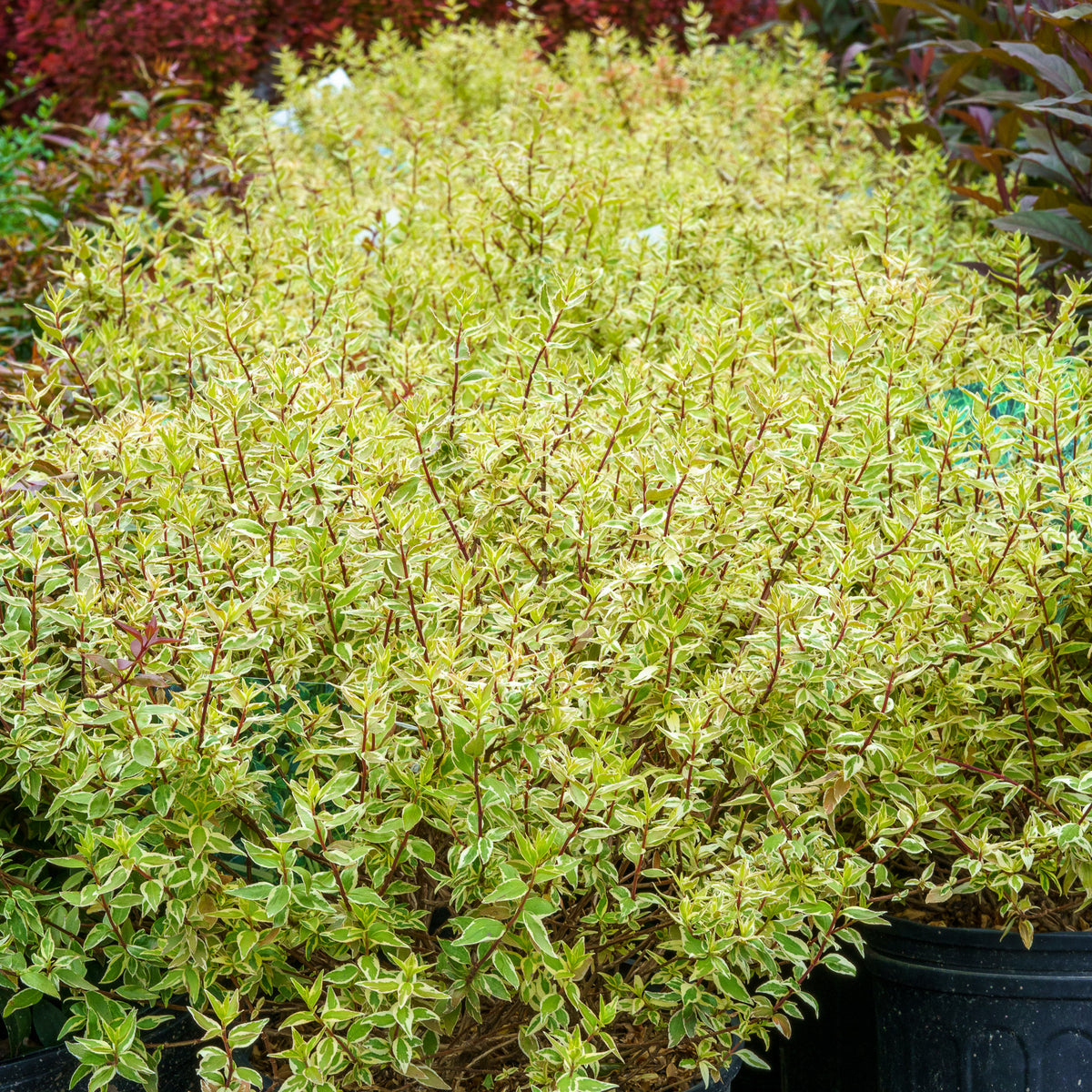Radiance Abelia – Plant Detectives