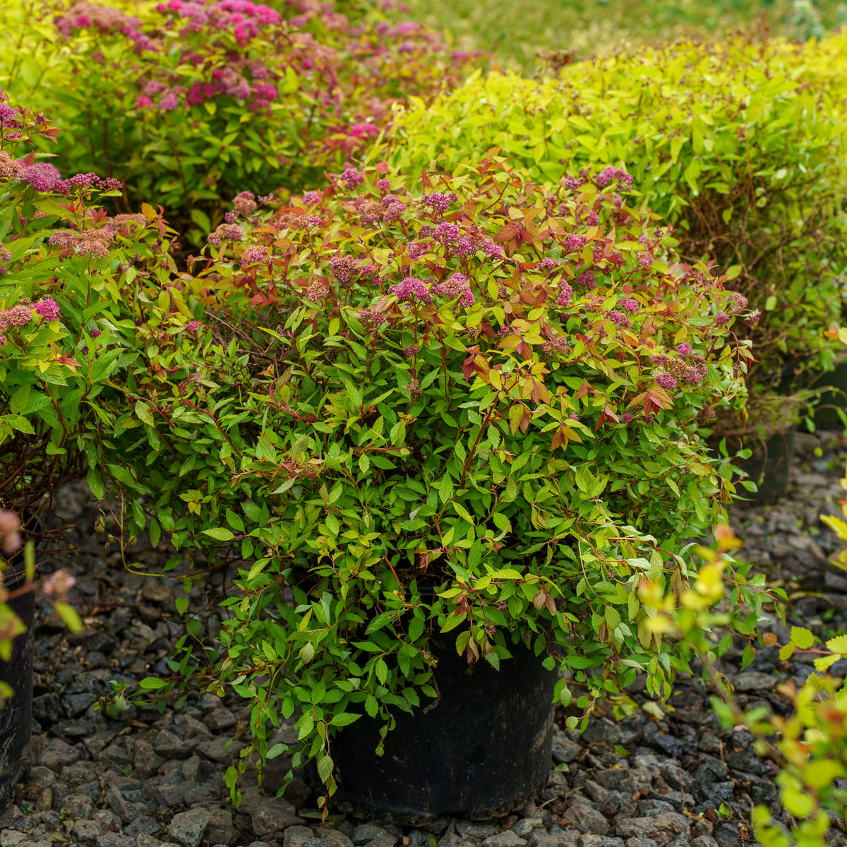 Rainbow Fizz Spirea – Plant Detectives