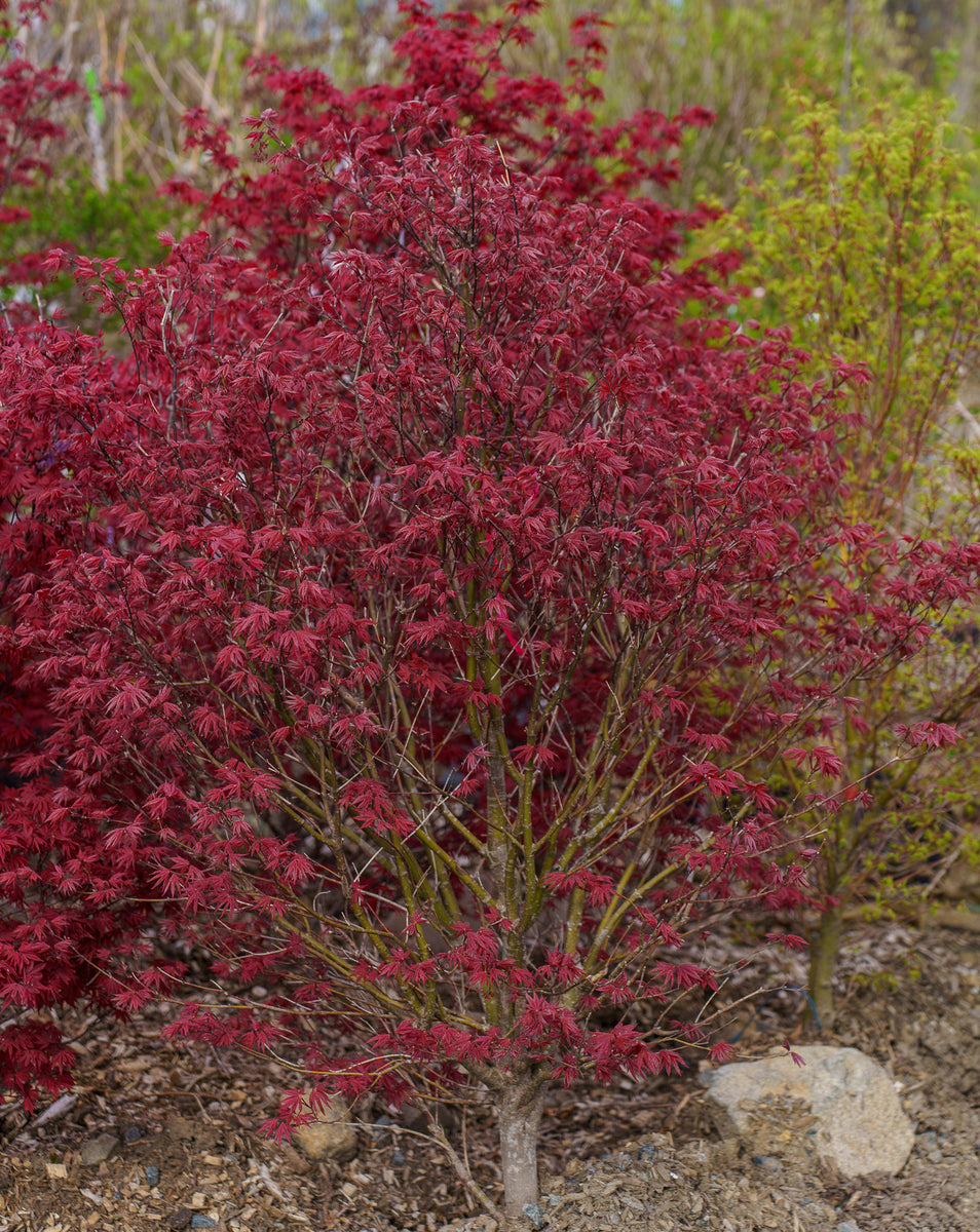 Red Baron Japanese Maple – Plant Detectives