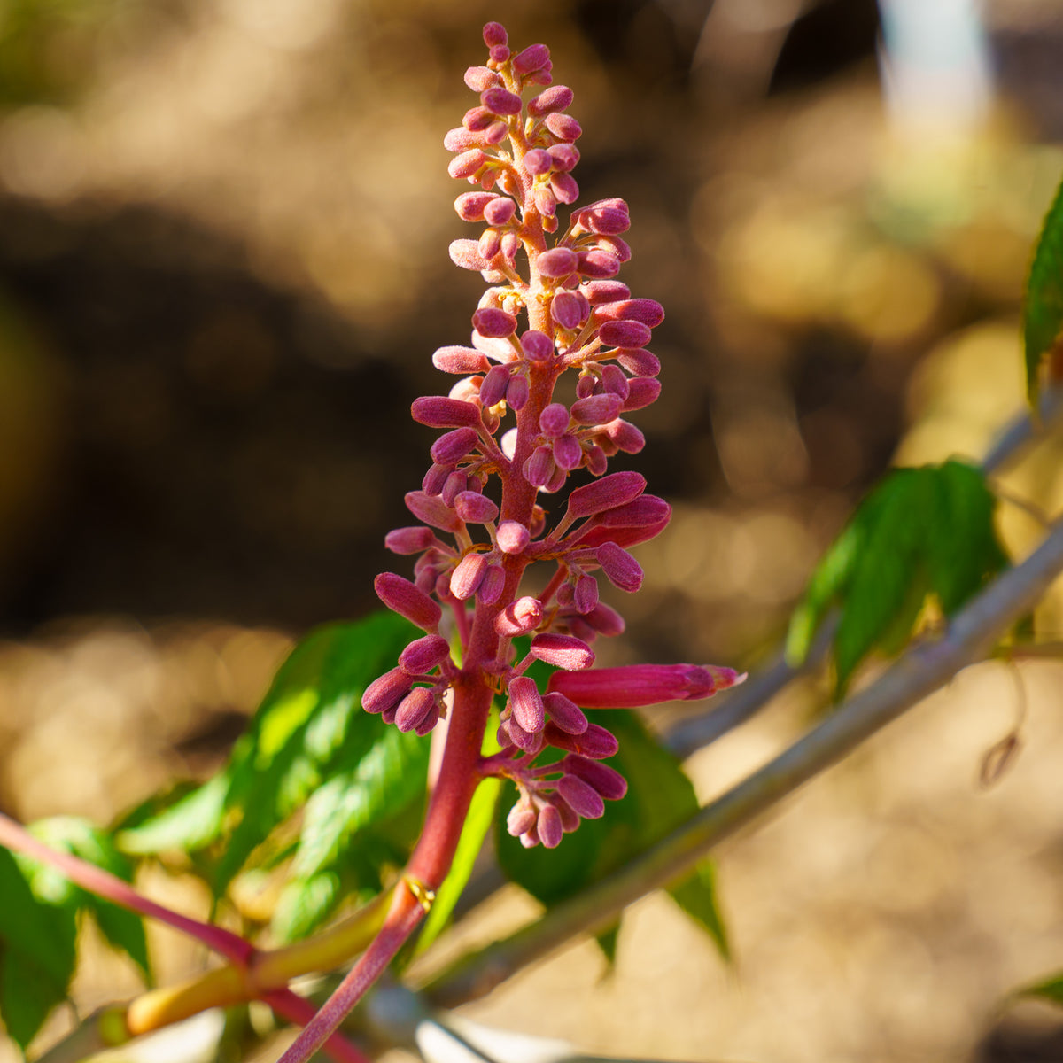Red Buckeye – Plant Detectives