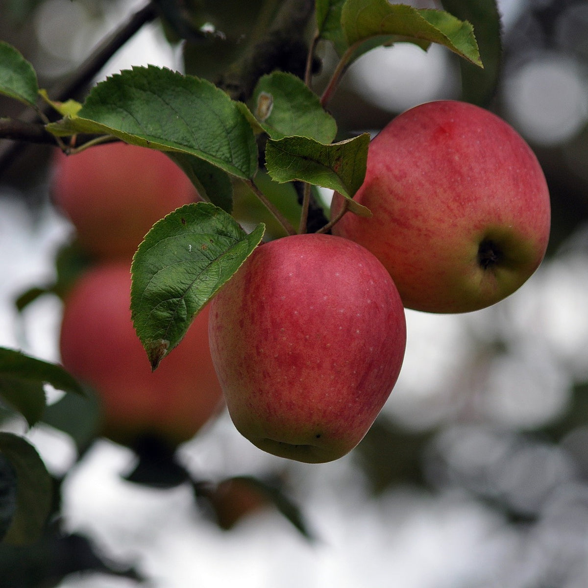 Red Delicious Apple Tree