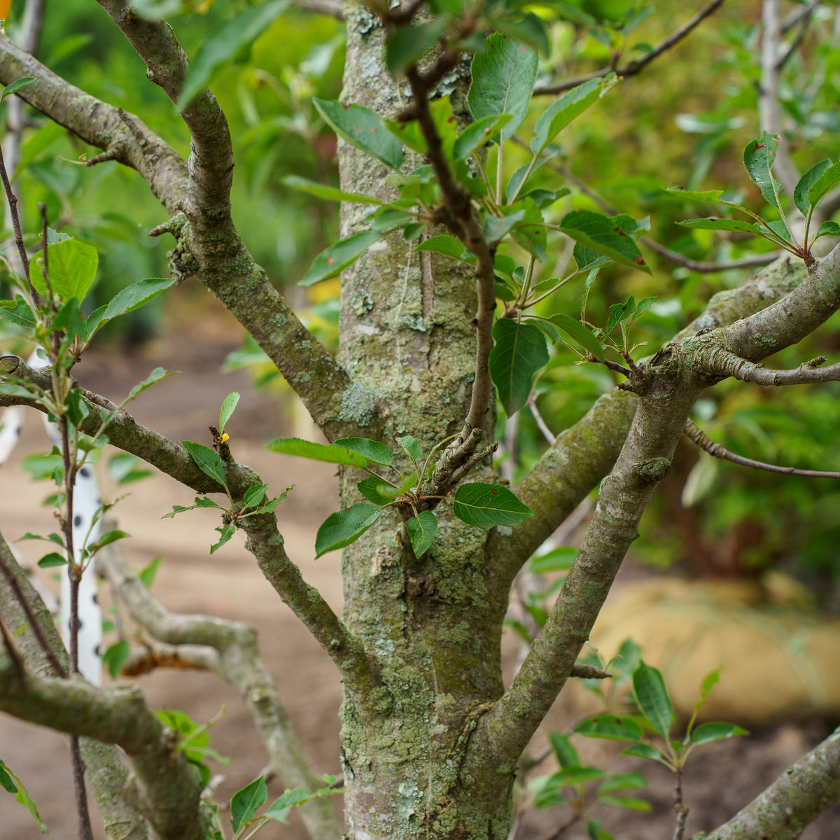 Red Delicious Apple Tree – Plant Detectives