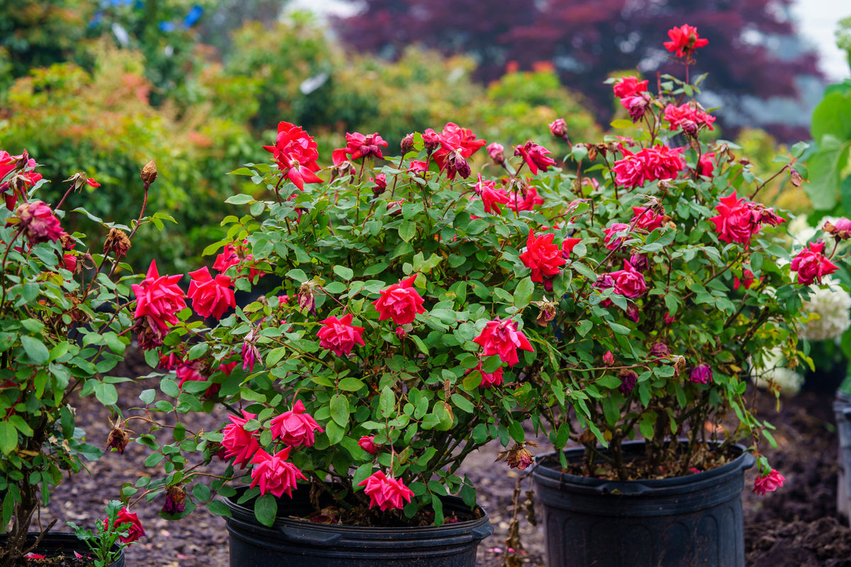 Red Double Knock Out Rose – Plant Detectives