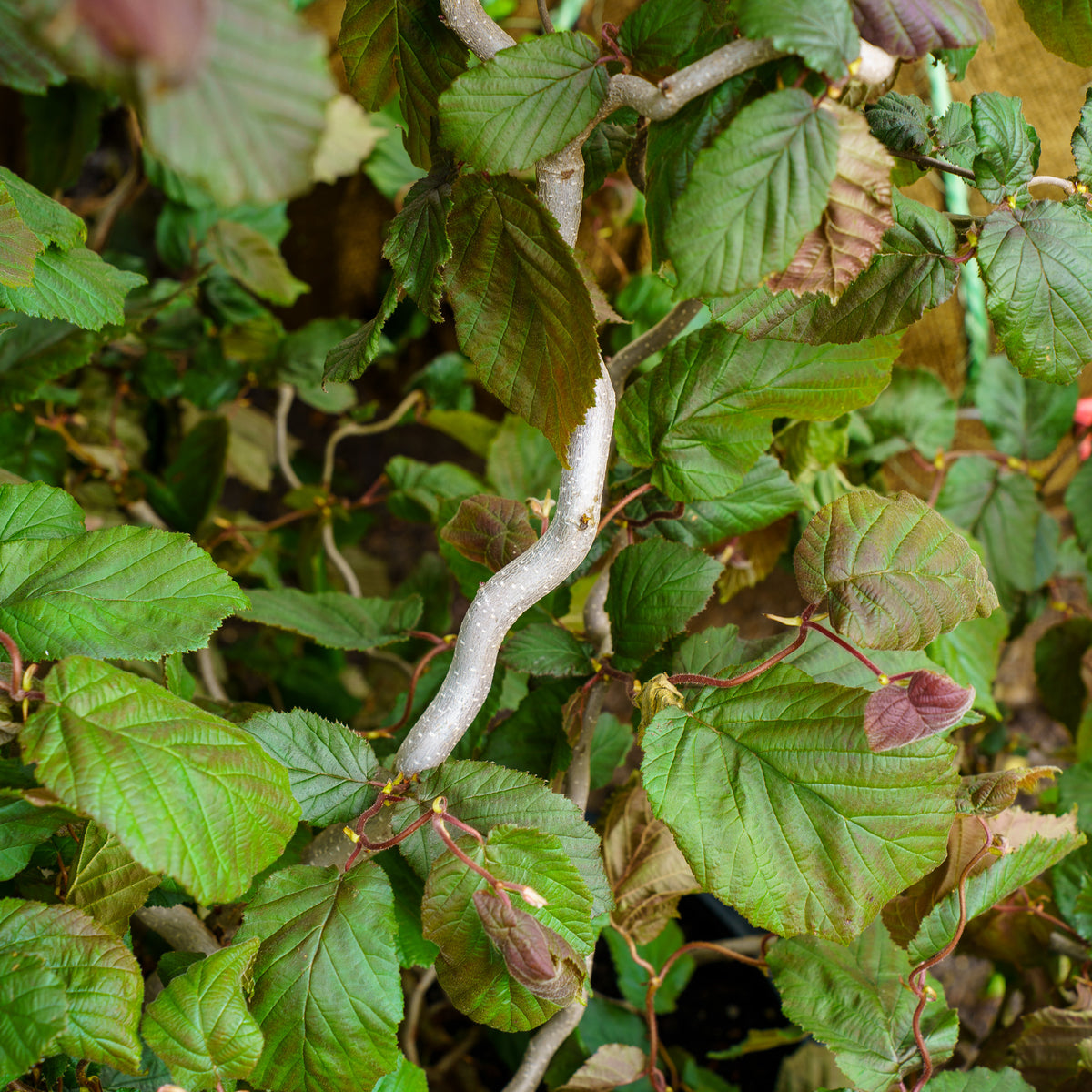 Red Dragon European Filbert – Plant Detectives