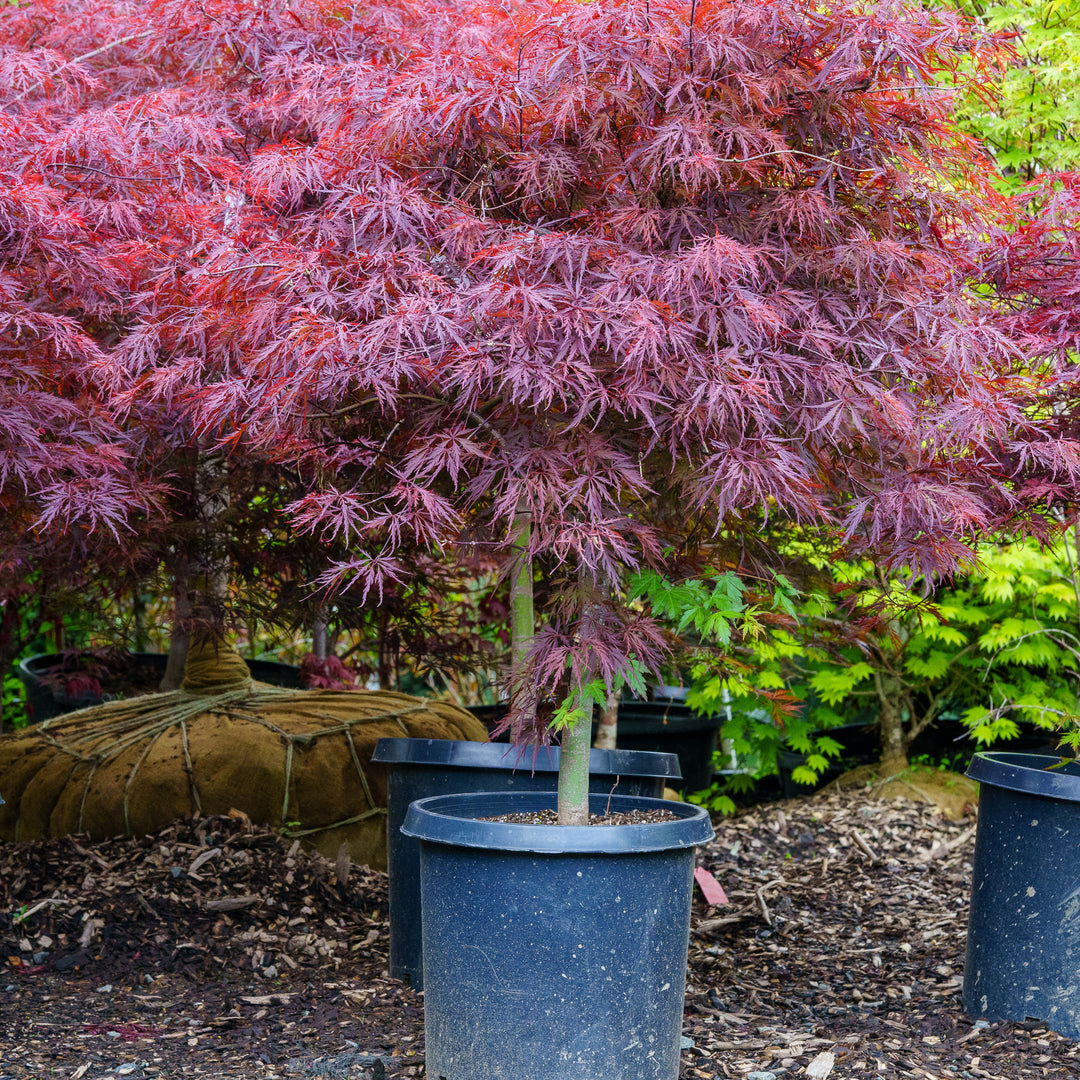 Red Dragon Japanese Maple (Acer palmatum dissectum 'Red Dragon ...