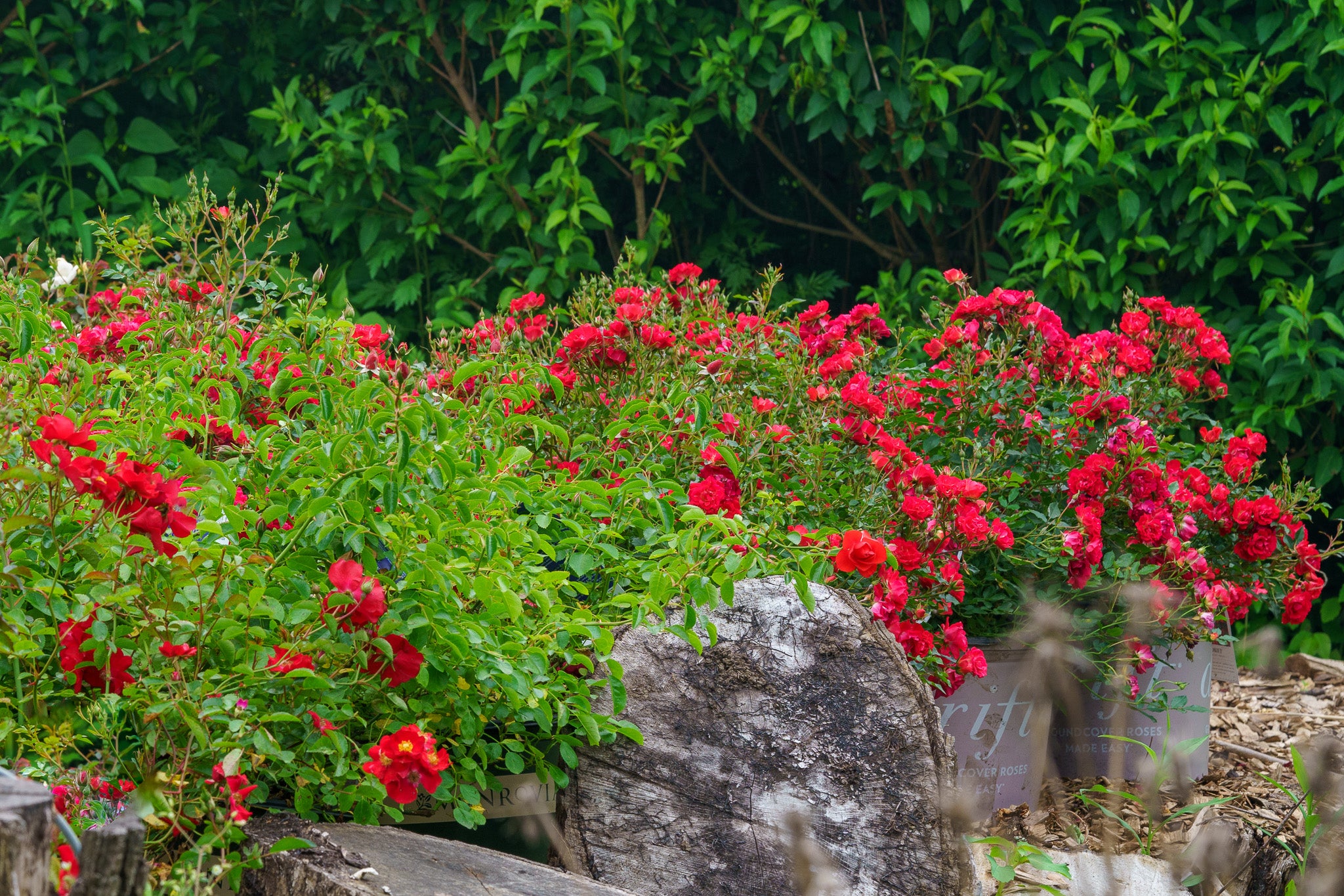 Plant of the Week - Red Drift Rose – Plant Detectives