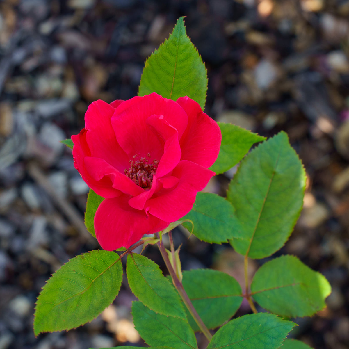 Red Double Knock Out Rose – Plant Detectives