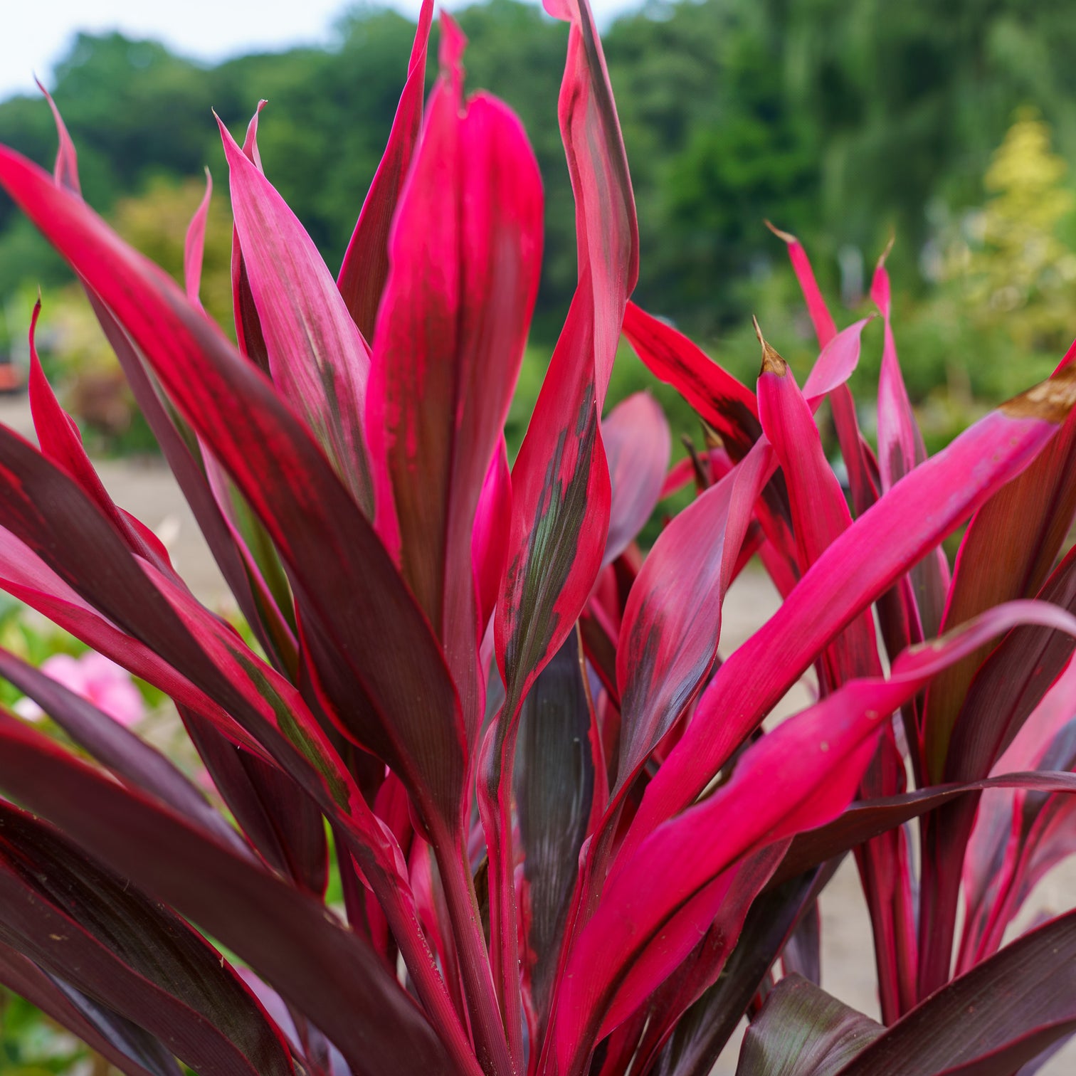 The Cordyline Guide – Plant Detectives