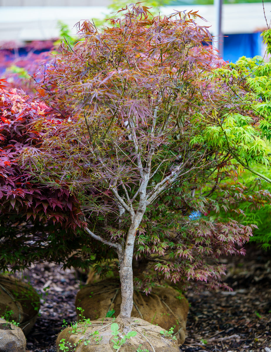 Red Pygmy Japanese Maple – Plant Detectives