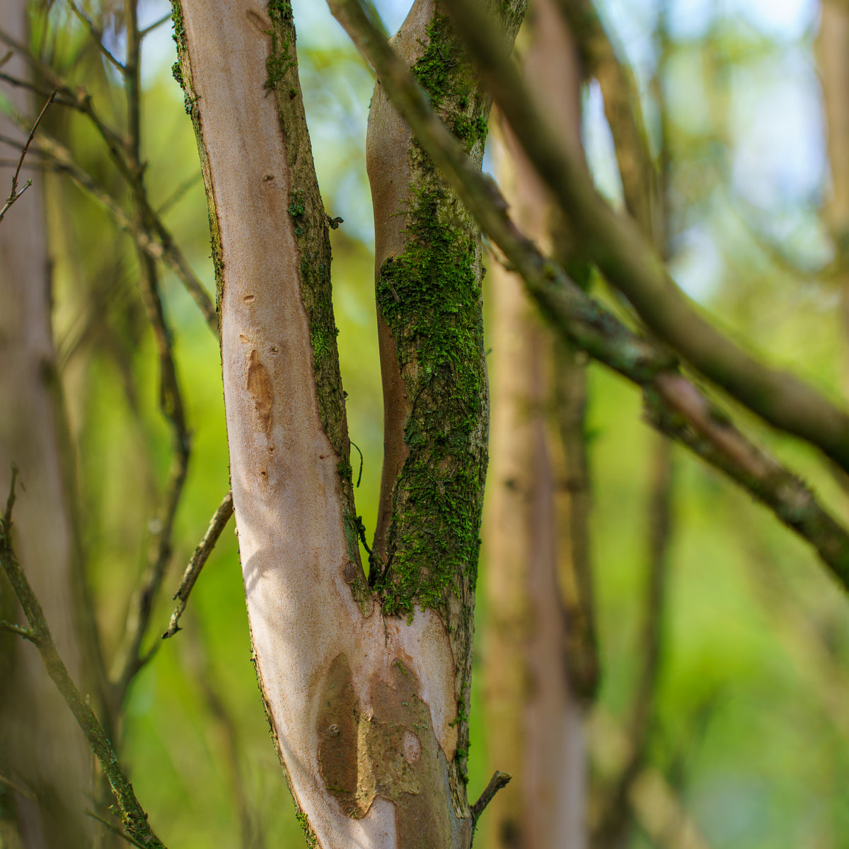 Red Rocket Crape Myrtle – Plant Detectives