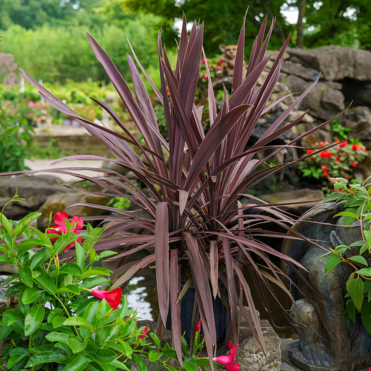 Red Sensation Cordyline – Plant Detectives