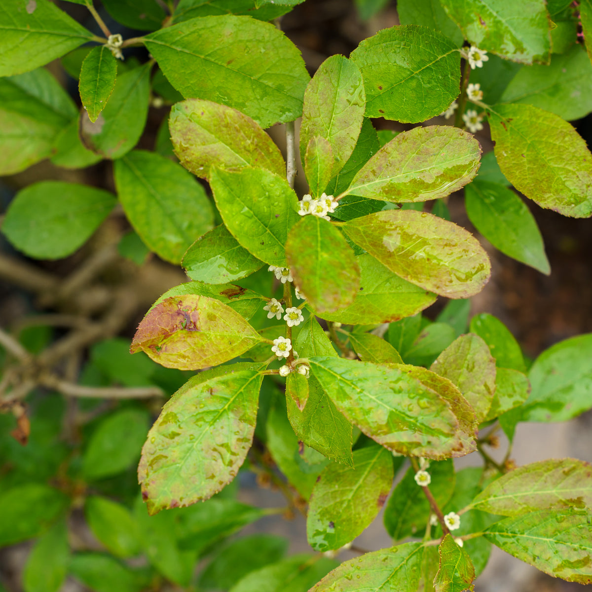 Red Sprite Winterberry Holly – Plant Detectives