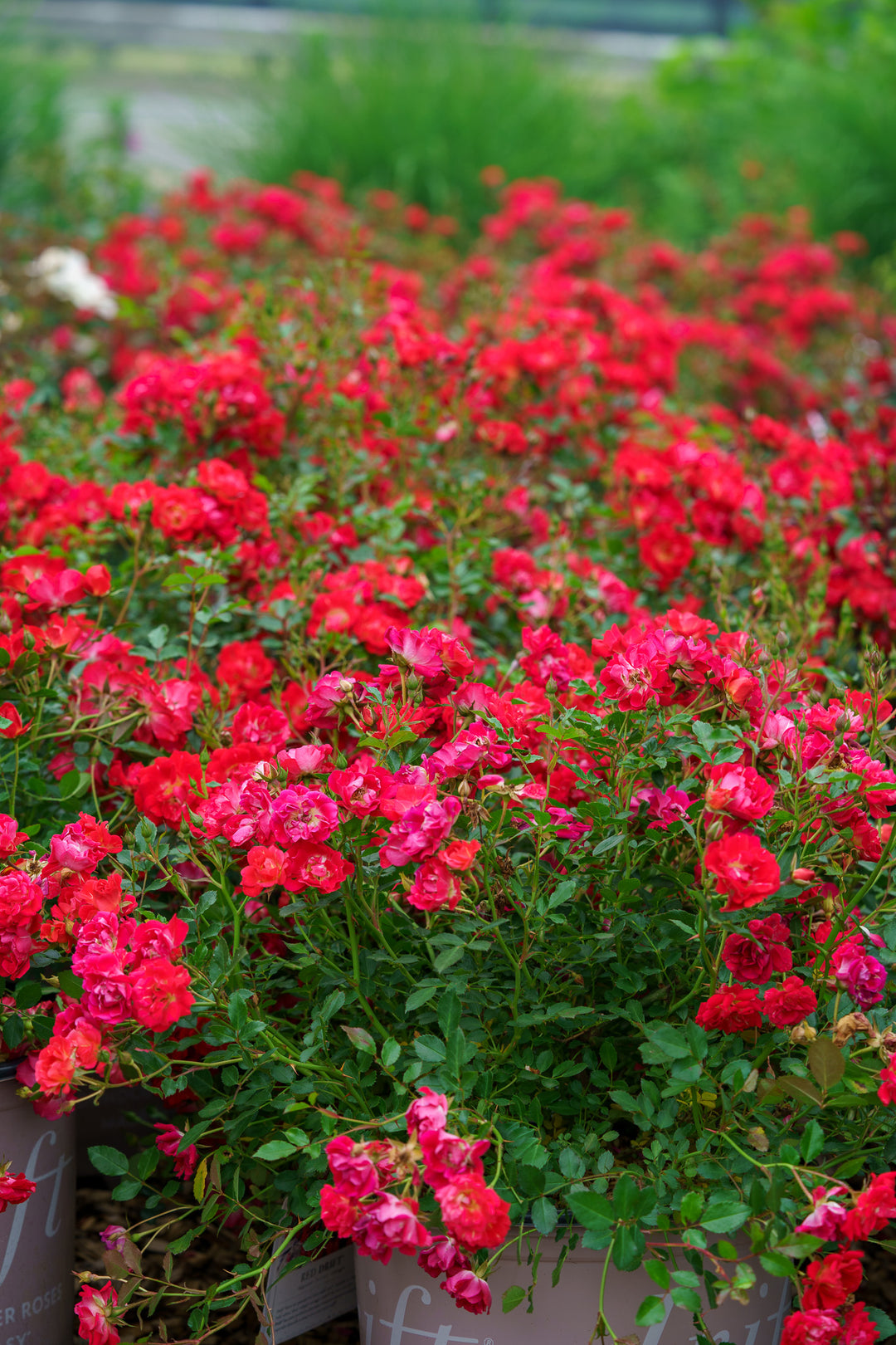 Plant of the Week - Red Drift Rose – Plant Detectives