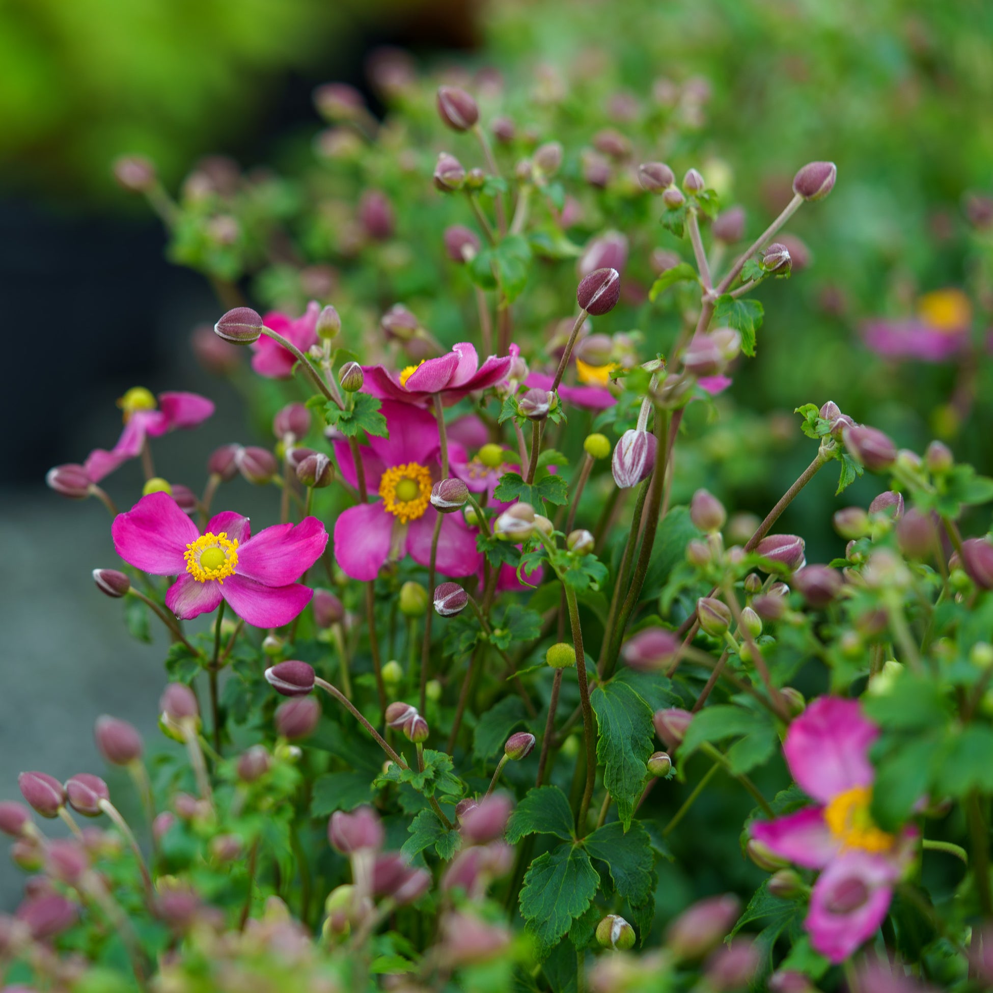 The Anemone Guide – Plant Detectives