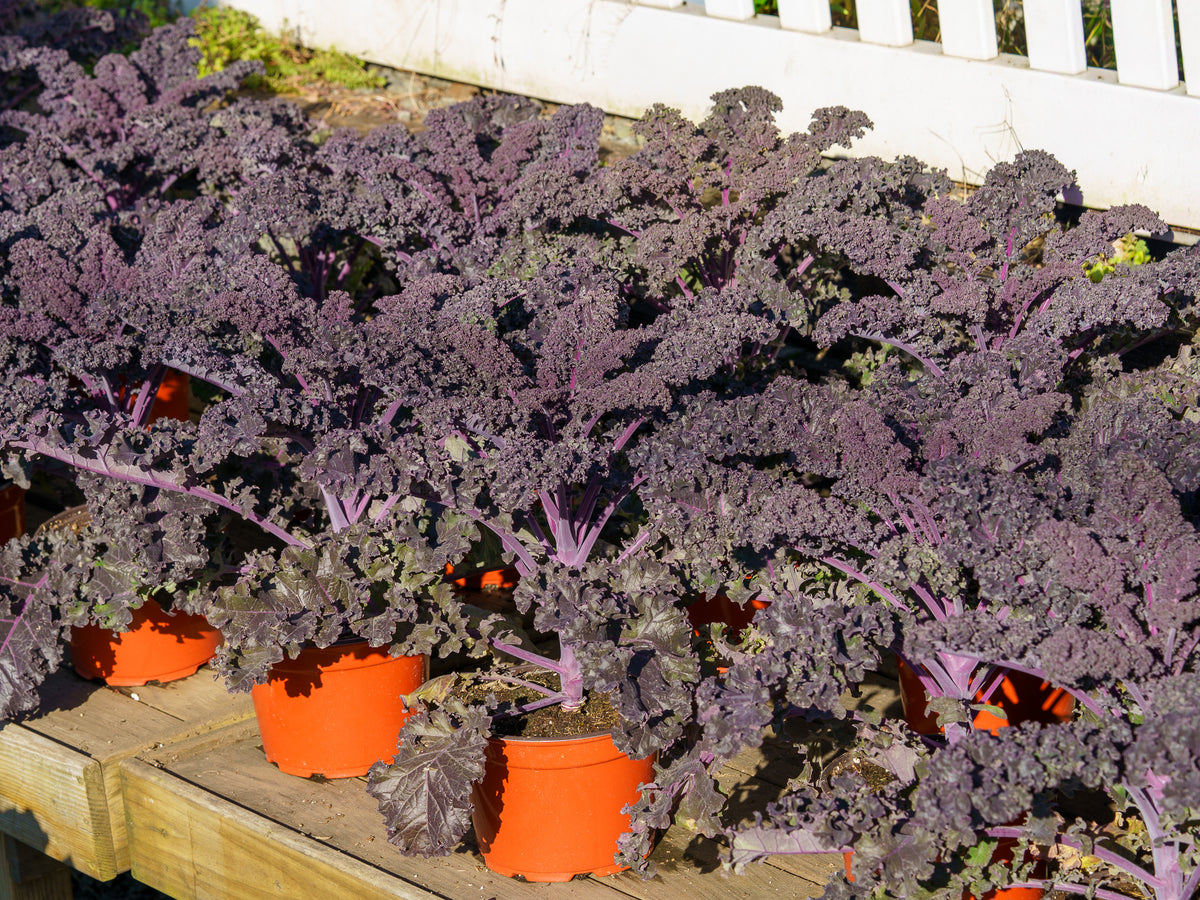 Redbor Kale – Plant Detectives