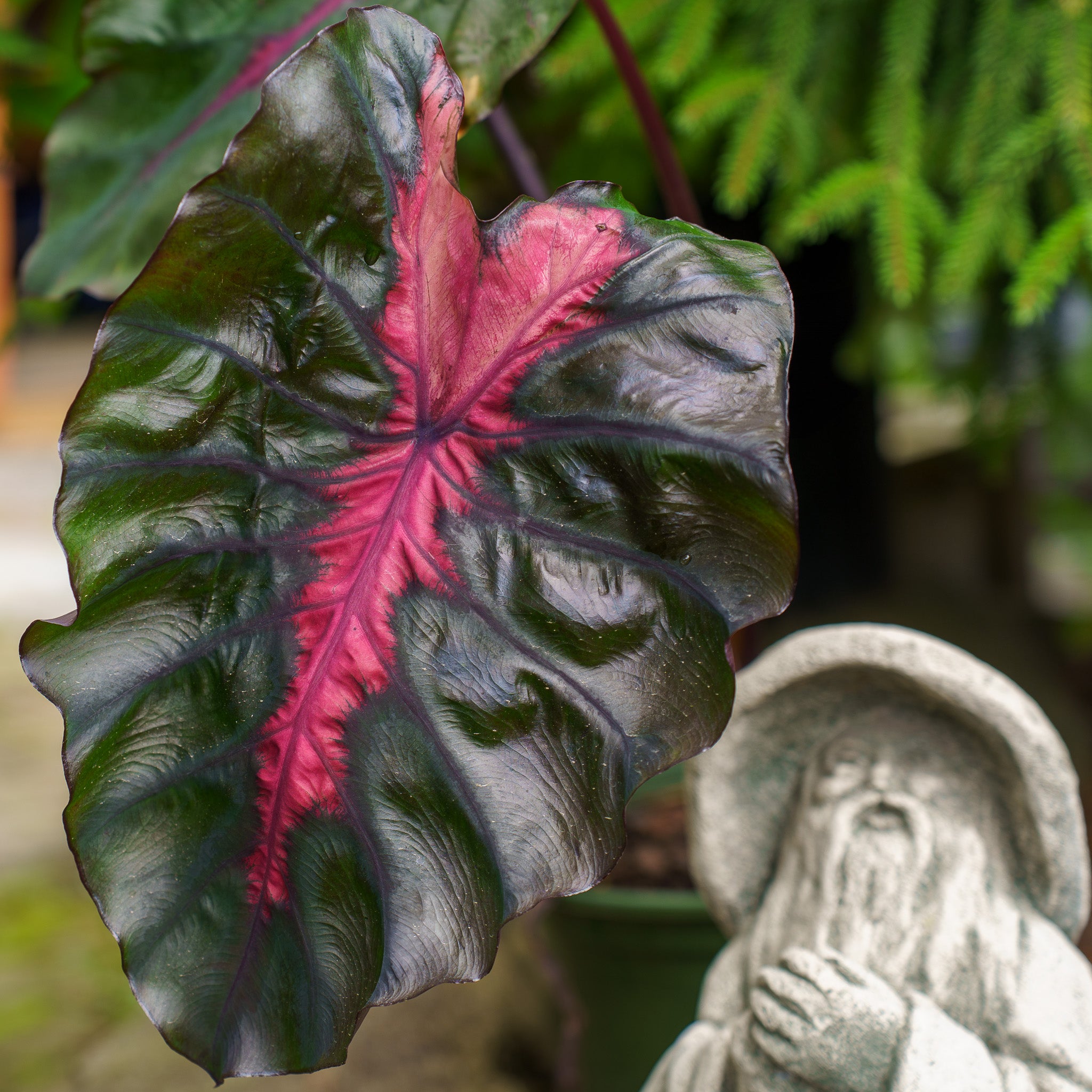 The Colocasia Guide – Plant Detectives