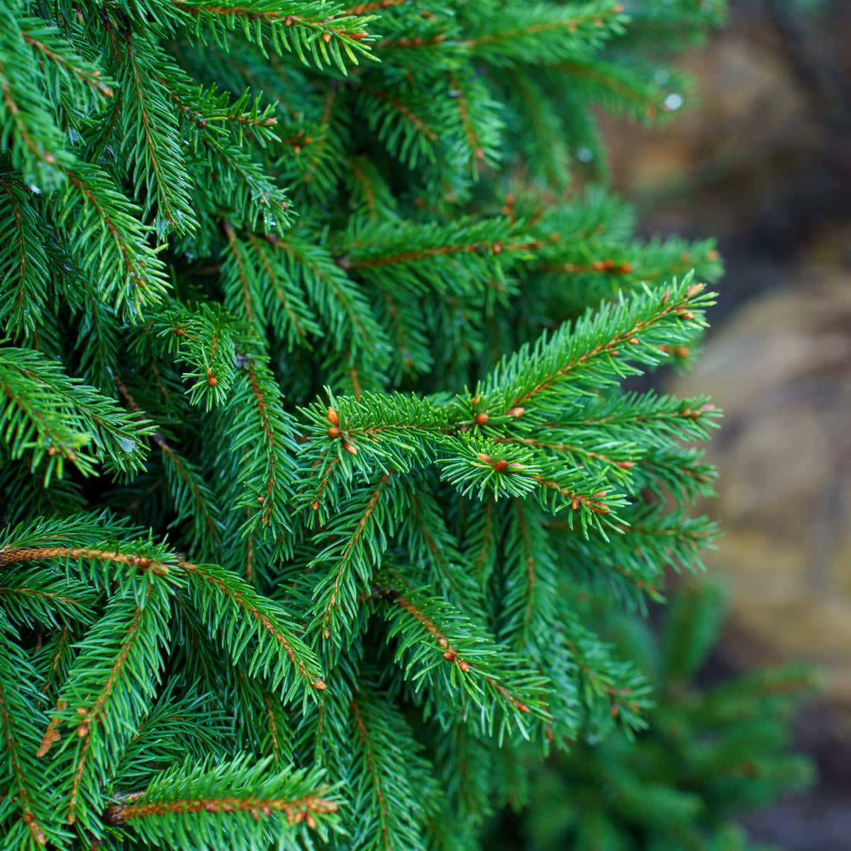 Remontii Norway Spruce – Plant Detectives