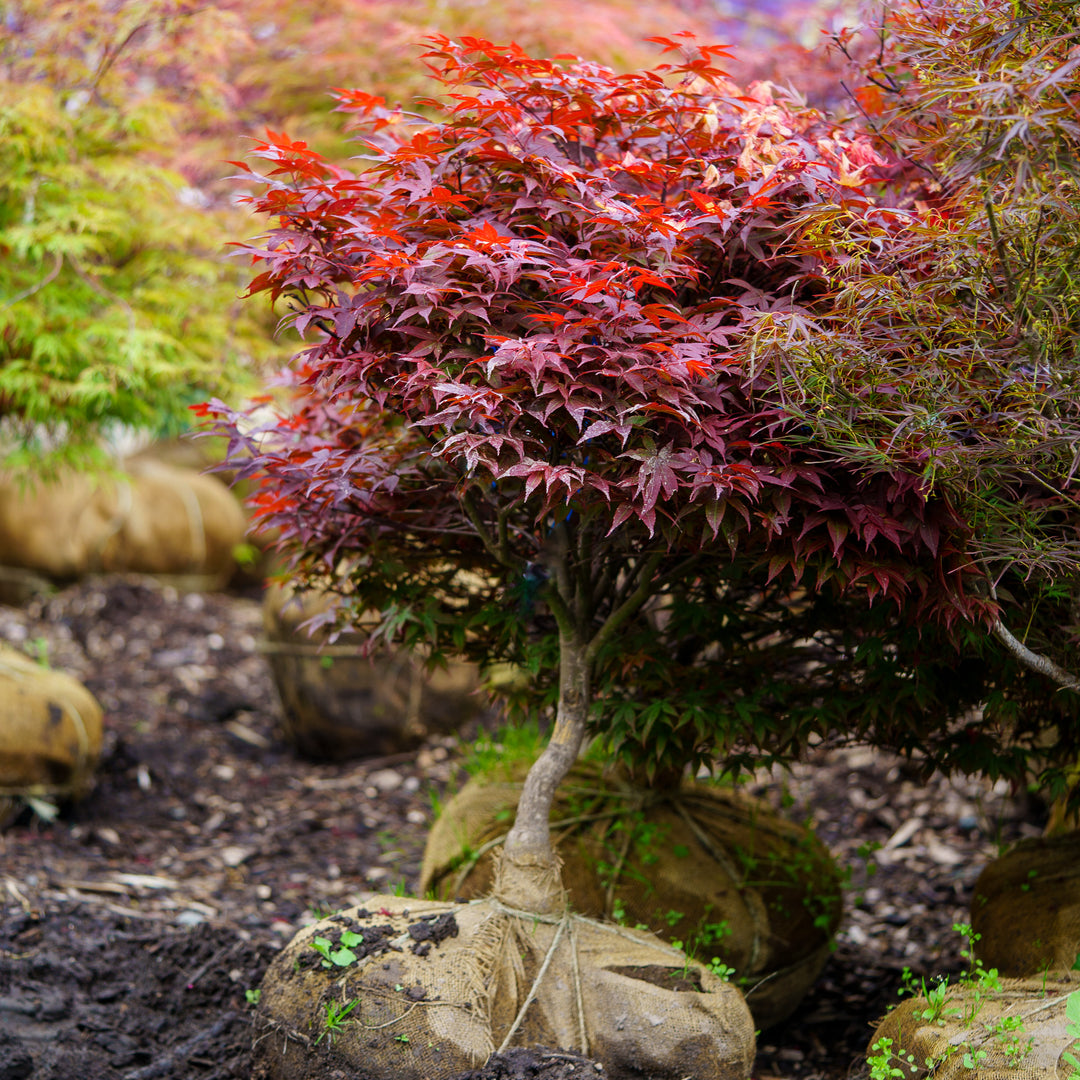 Rhode Island Red Japanese Maple – Plant Detectives