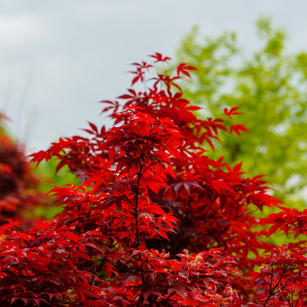 Rhode Island Red Japanese Maple – Plant Detectives
