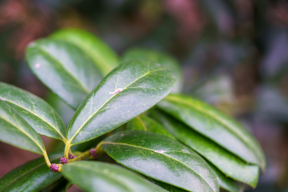 Wyeriver Queen Holly – Plant Detectives