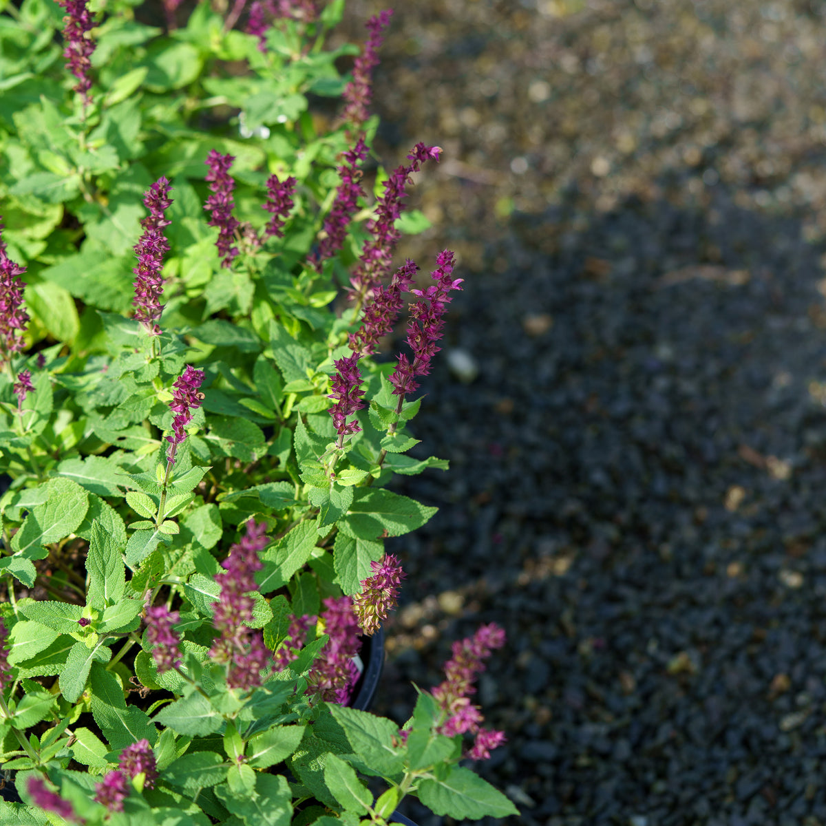 Rose Marvel Sage – Plant Detectives