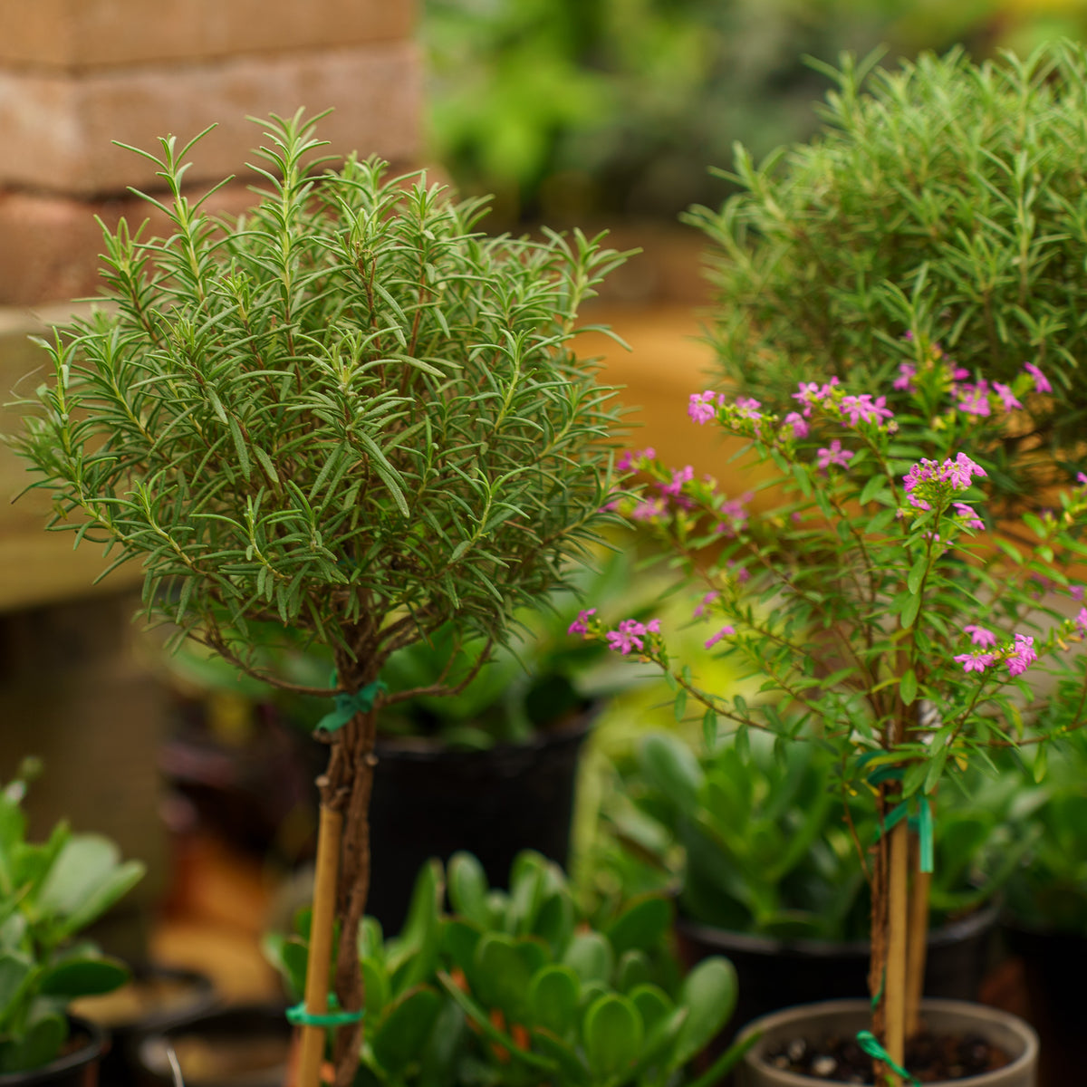 Rosemary Ring Topiary – Plant Detectives