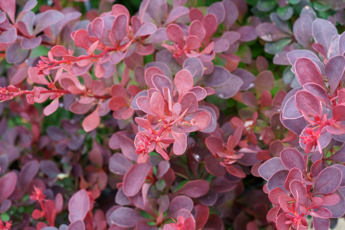 Royal Burgundy Barberry Sunjoy Neo® Barberry — Green Acres