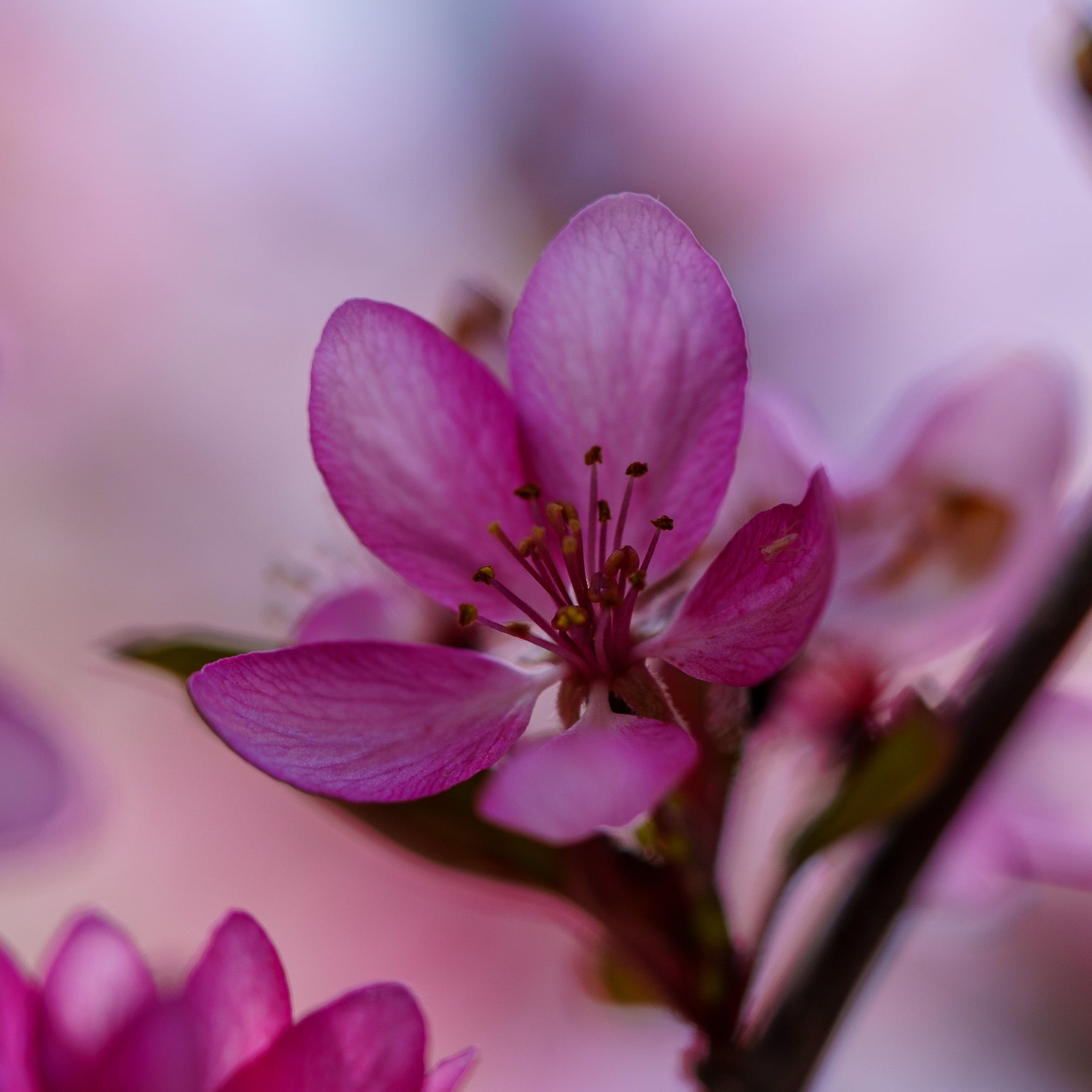 The Crabapple Guide – Plant Detectives