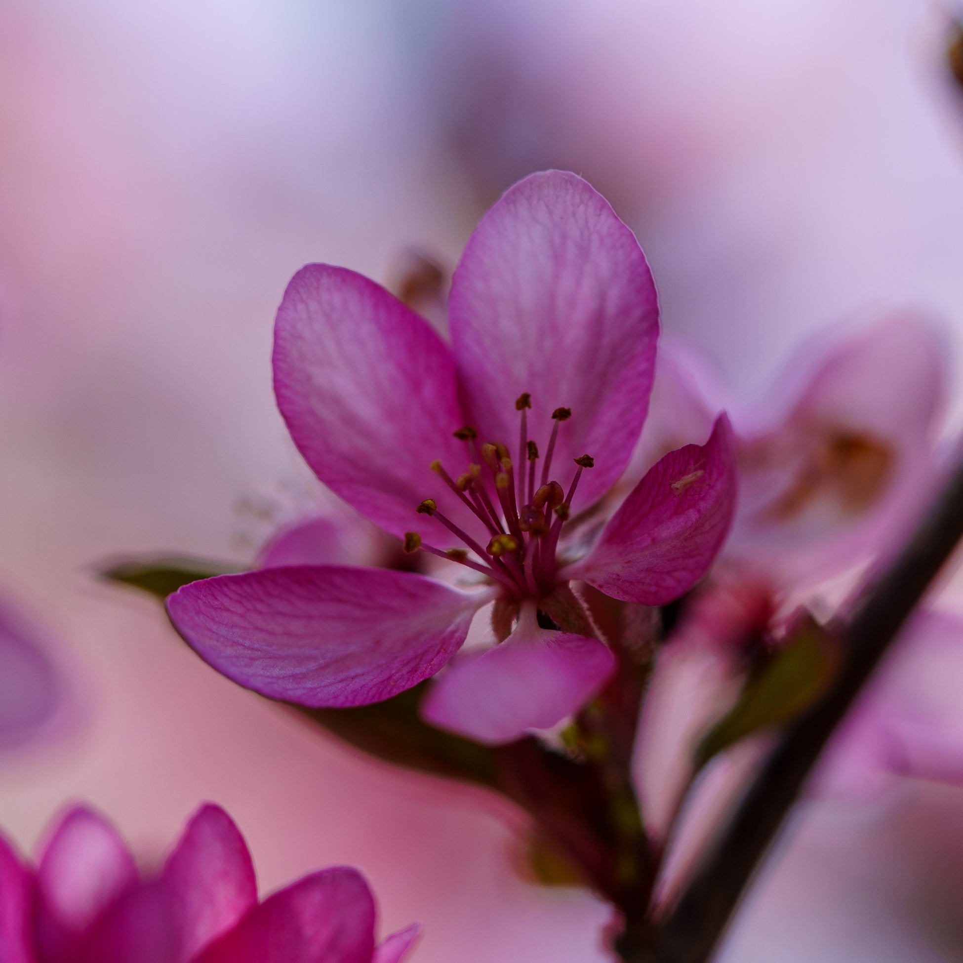 The Crabapple Guide – Plant Detectives