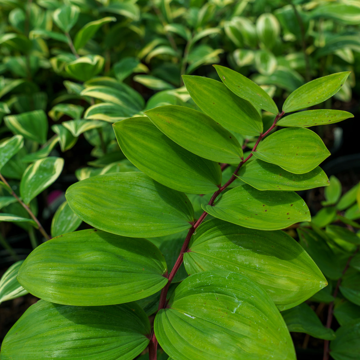 Ruby Slippers Solomon's Seal – Plant Detectives