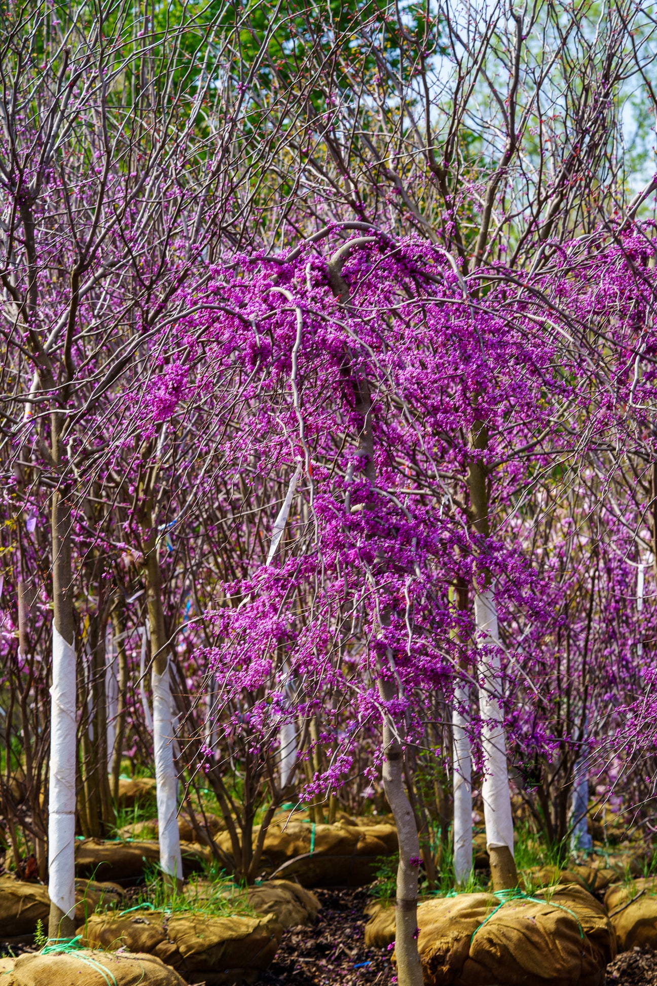 The Redbud Guide – Plant Detectives