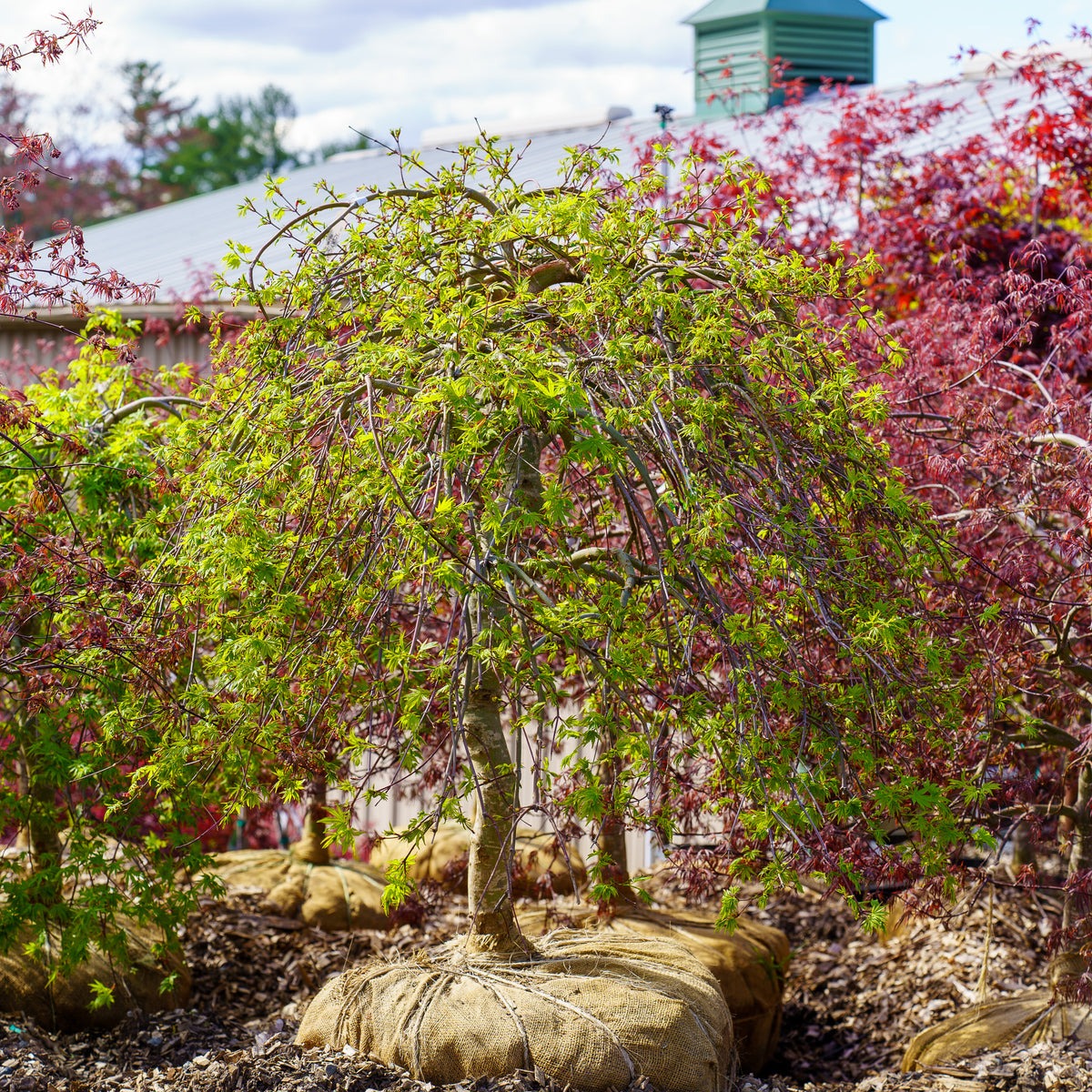 Weeping Japanese Maple Planting A Japanese Maple Tree: Tips On Growing