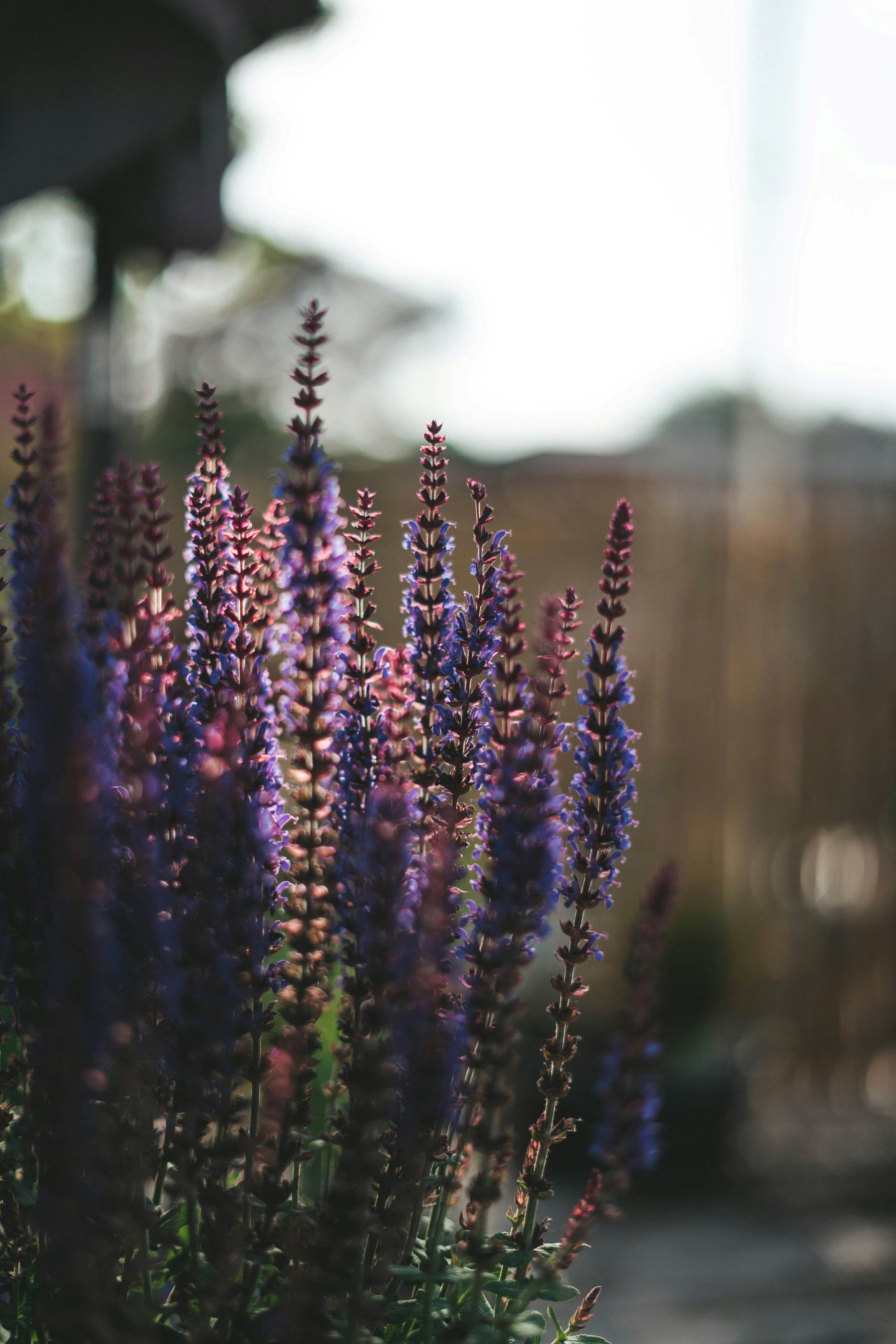 The Salvia Guide – Plant Detectives