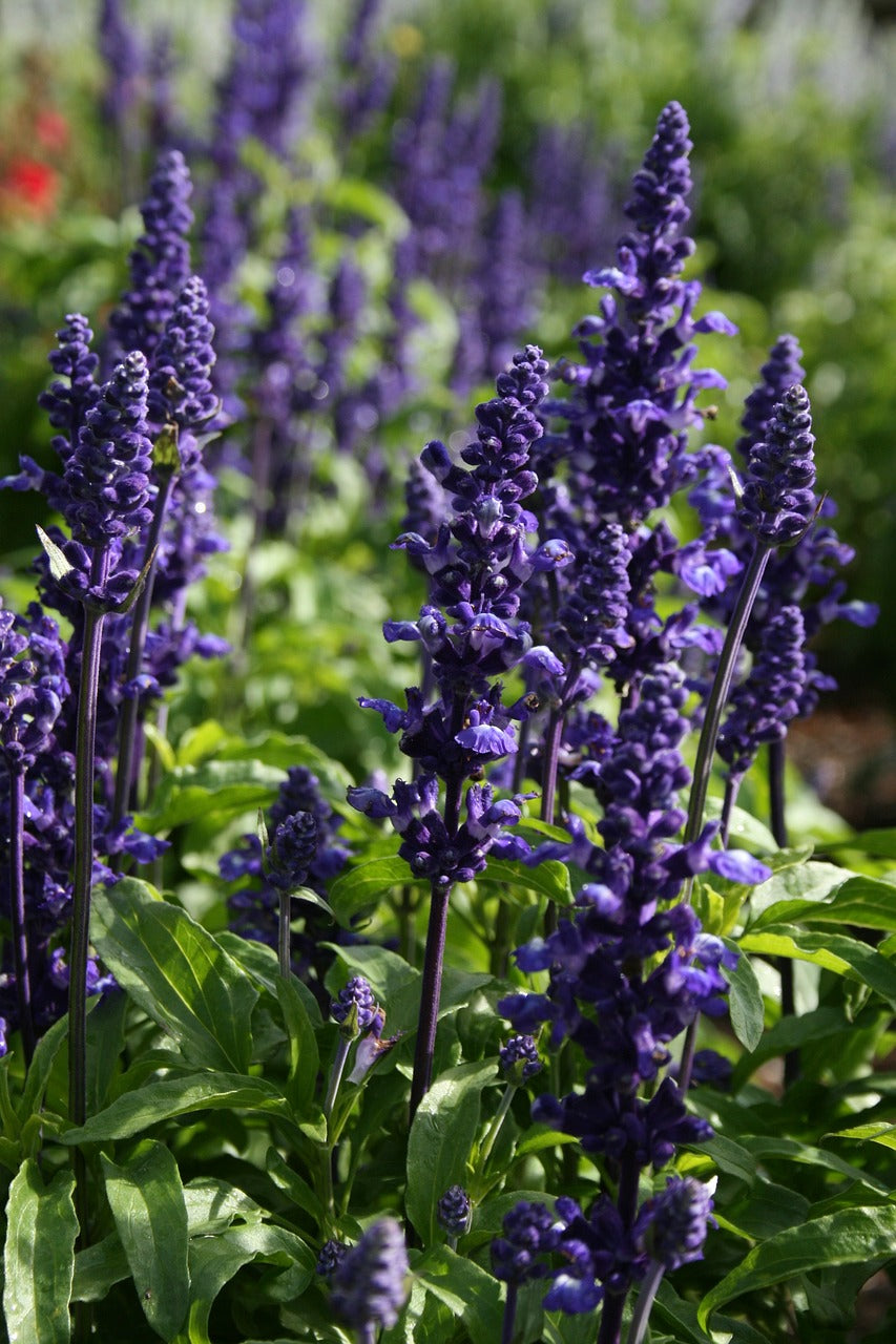 The Salvia Guide – Plant Detectives