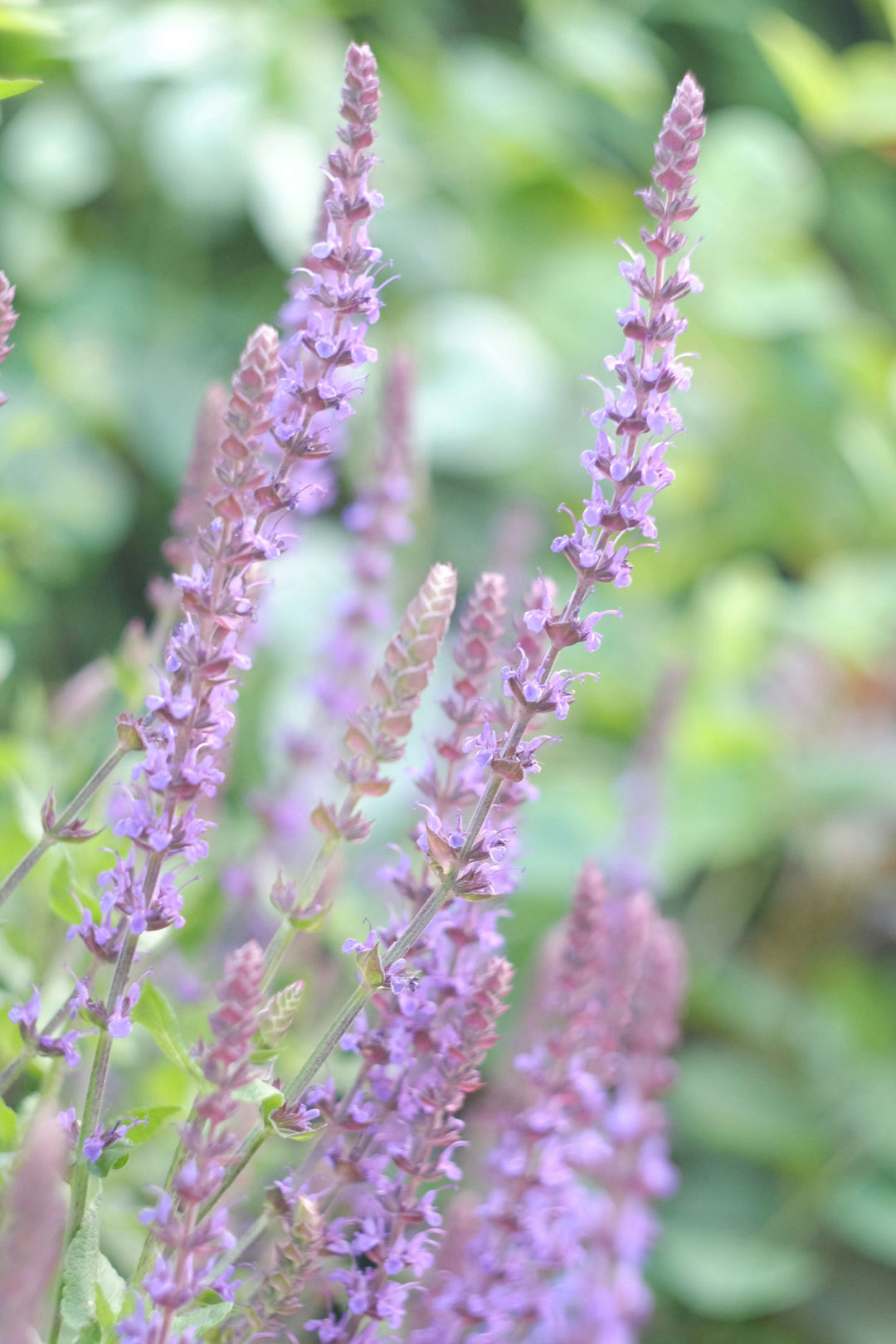 The Salvia Guide – Plant Detectives