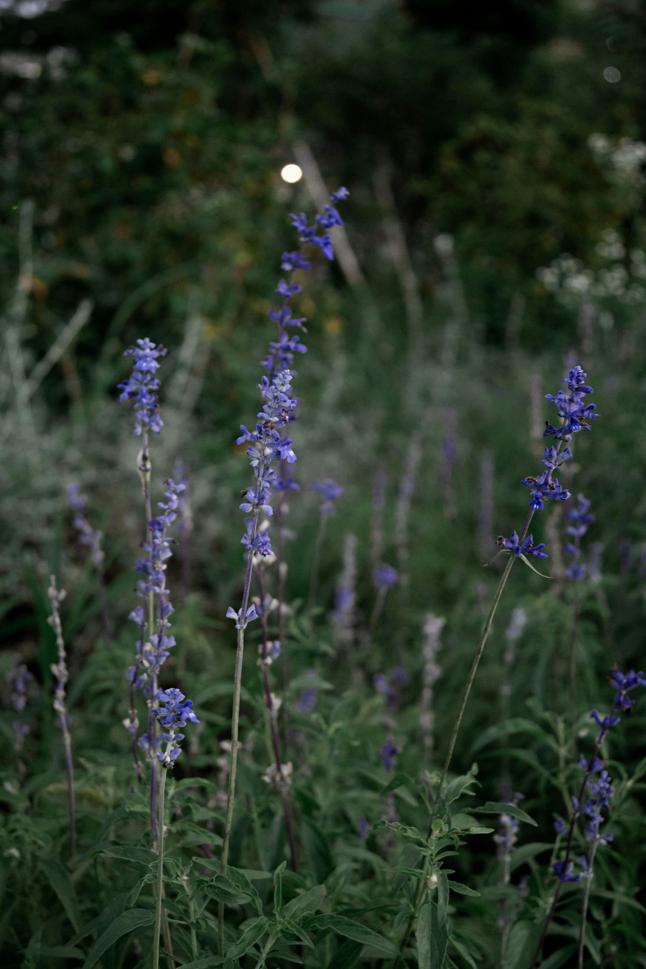 The Salvia Guide – Plant Detectives