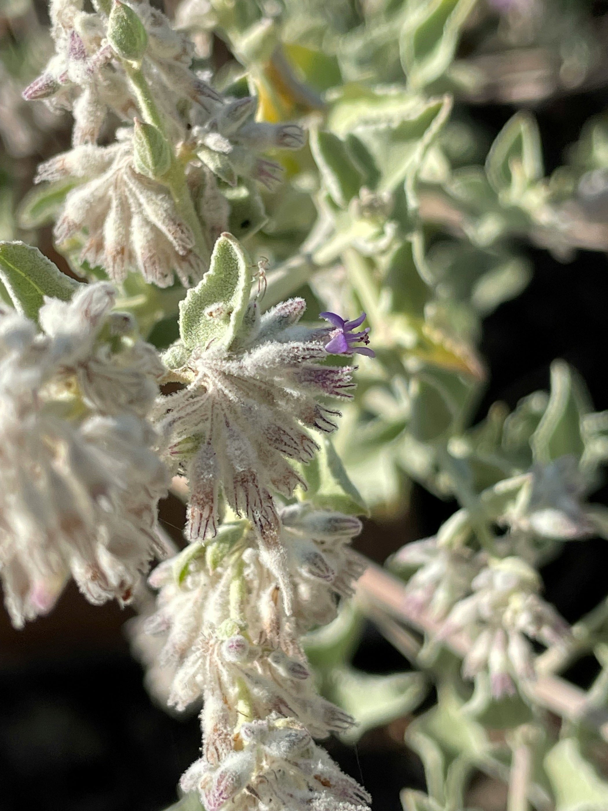 The Salvia Guide – Plant Detectives
