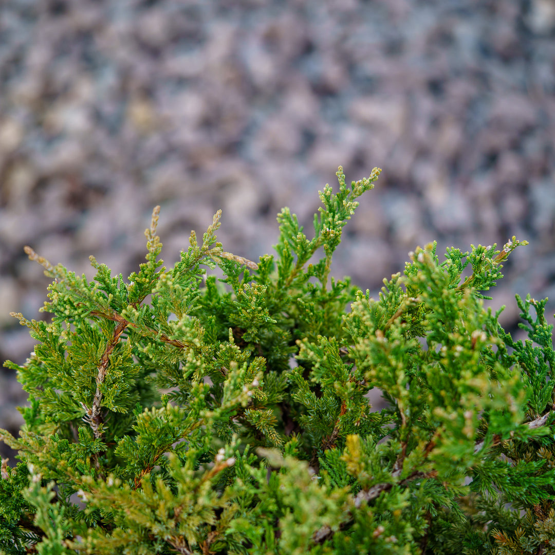 Sargent Chinese Juniper – Plant Detectives