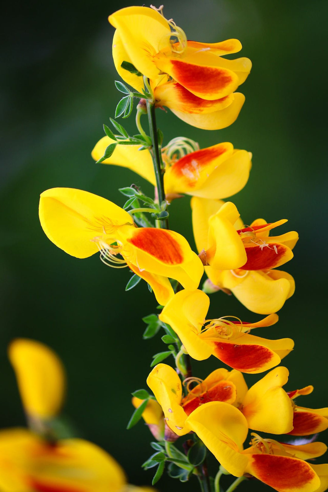 The Scotch Broom Guide – Plant Detectives