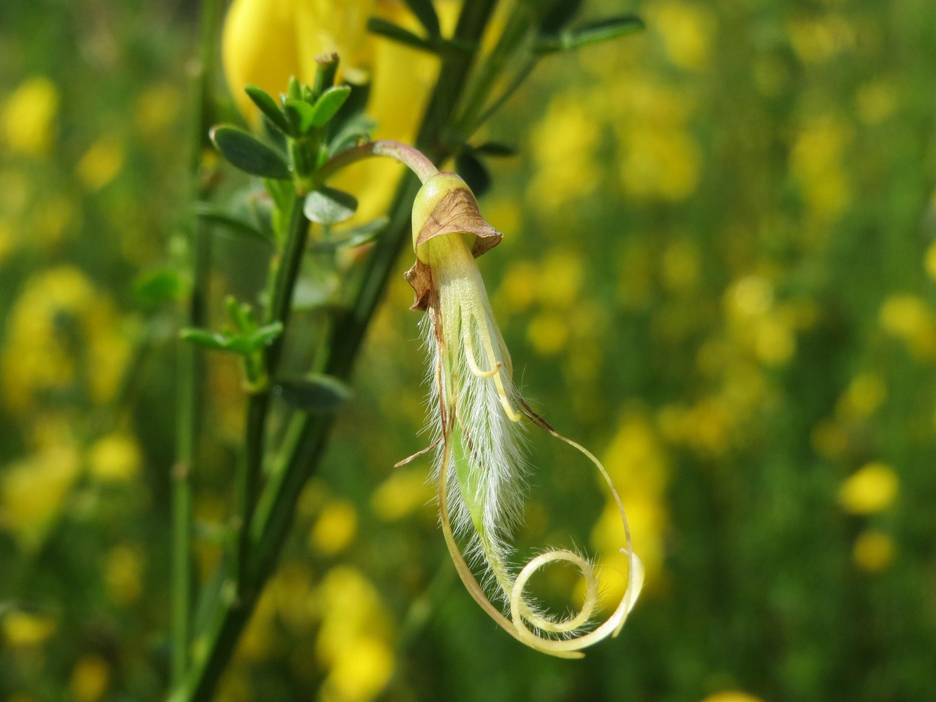 The Scotch Broom Guide – Plant Detectives