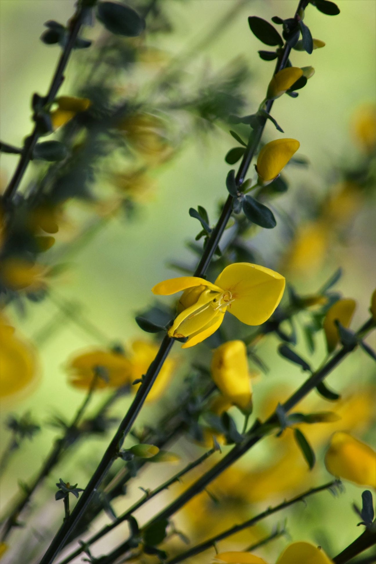 The Scotch Broom Guide – Plant Detectives