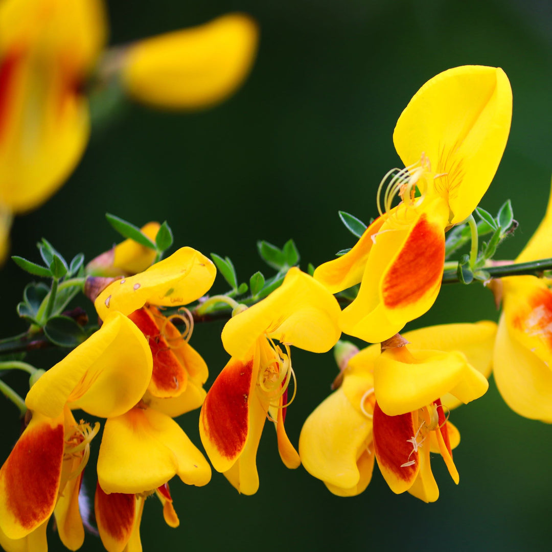 The Scotch Broom Guide – Plant Detectives