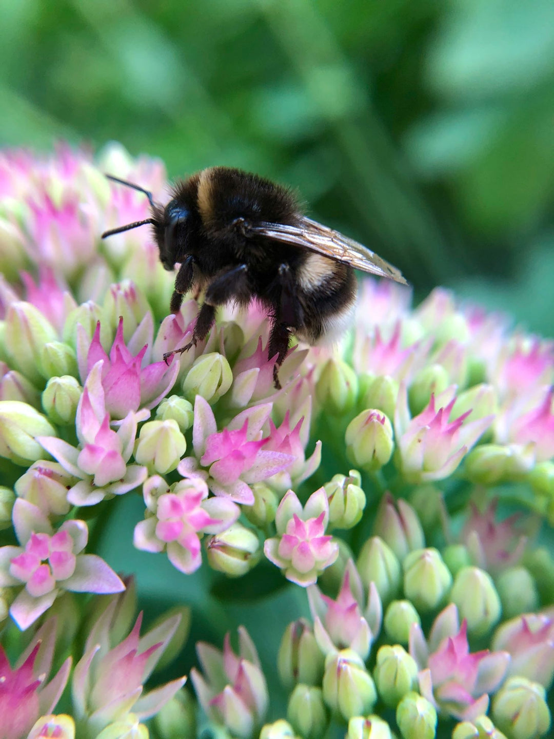 The Sedum Guide – Plant Detectives