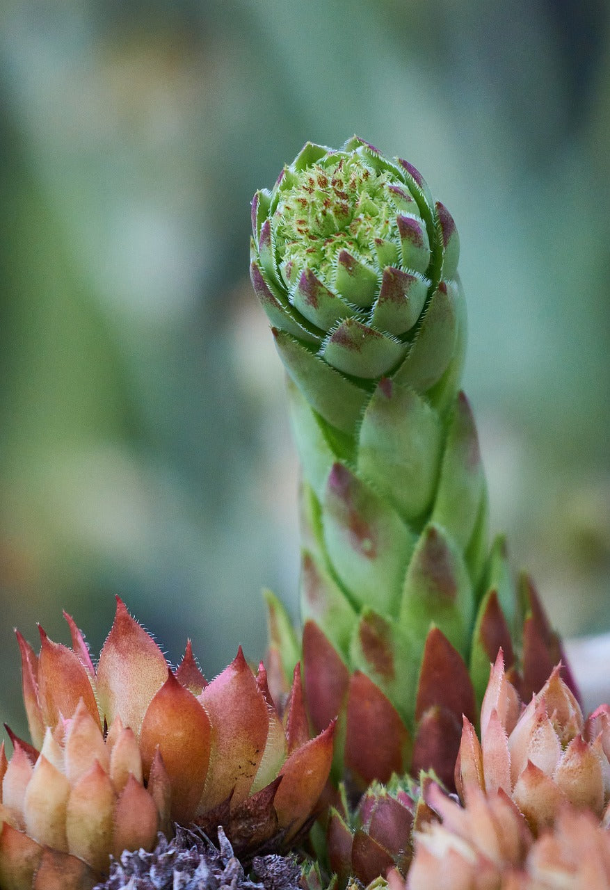 Sedum – Plant Detectives