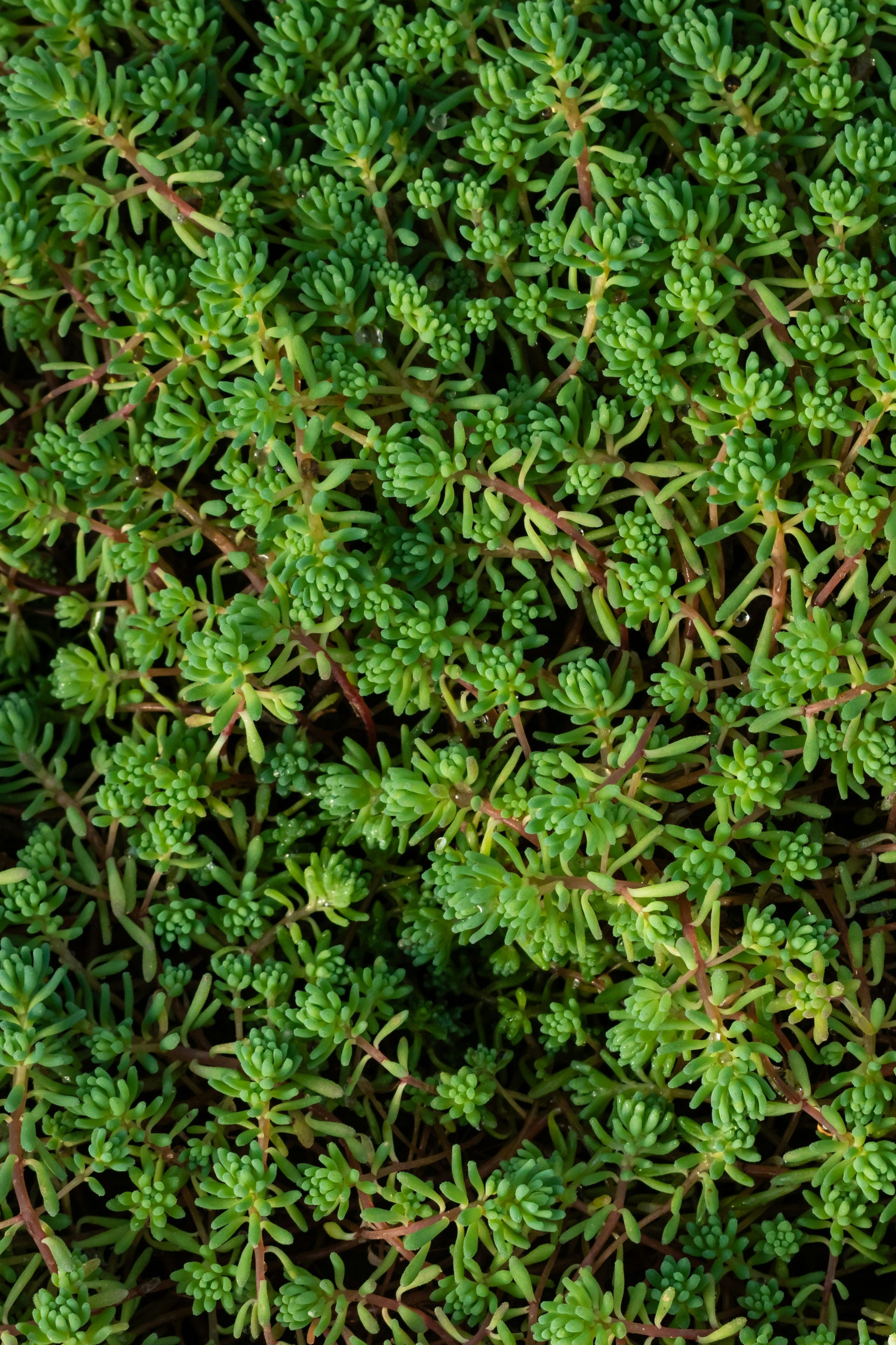 The Sedum Guide – Plant Detectives