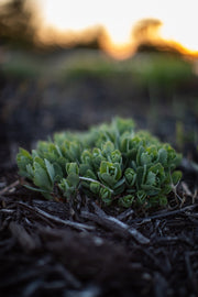 The Sedum Guide – Plant Detectives