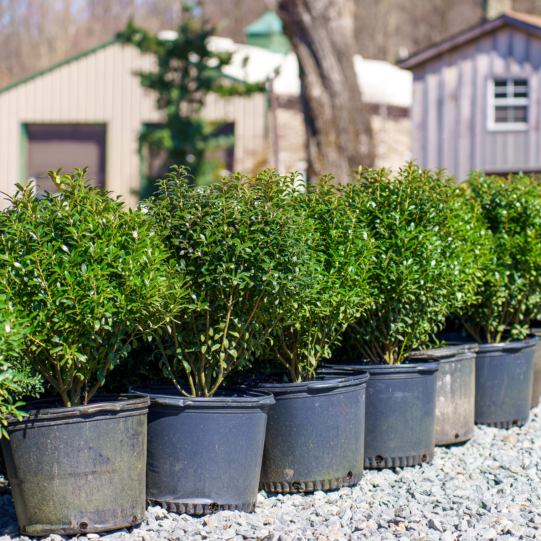 Plant of the Week - Shamrock Inkberry Holly – Plant Detectives