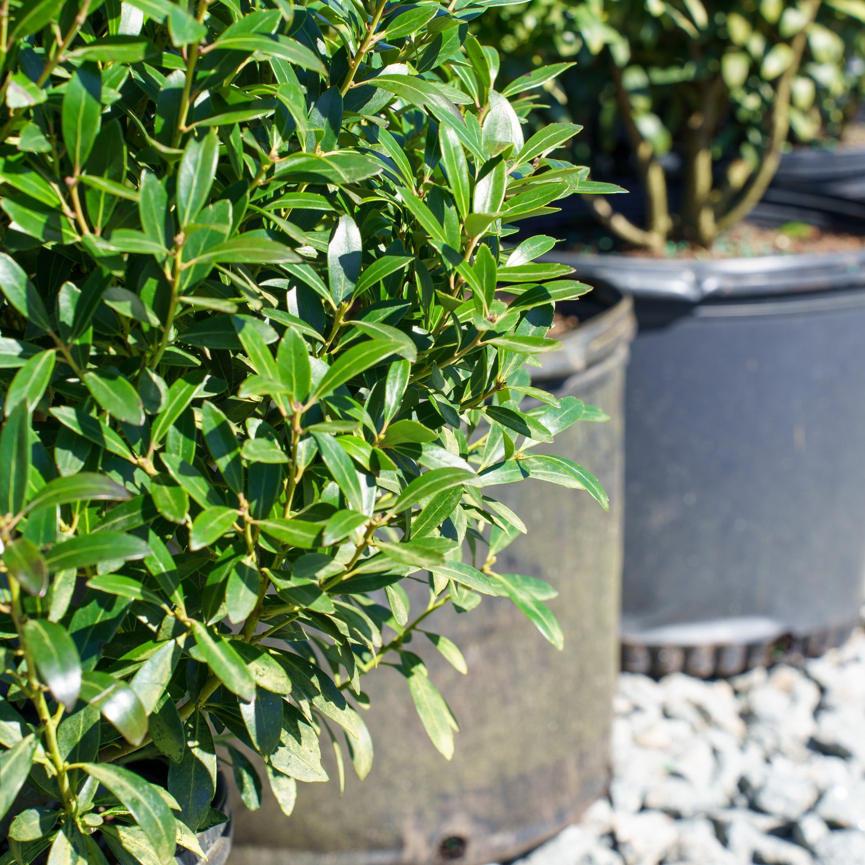 Plant of the Week - Shamrock Inkberry Holly – Plant Detectives