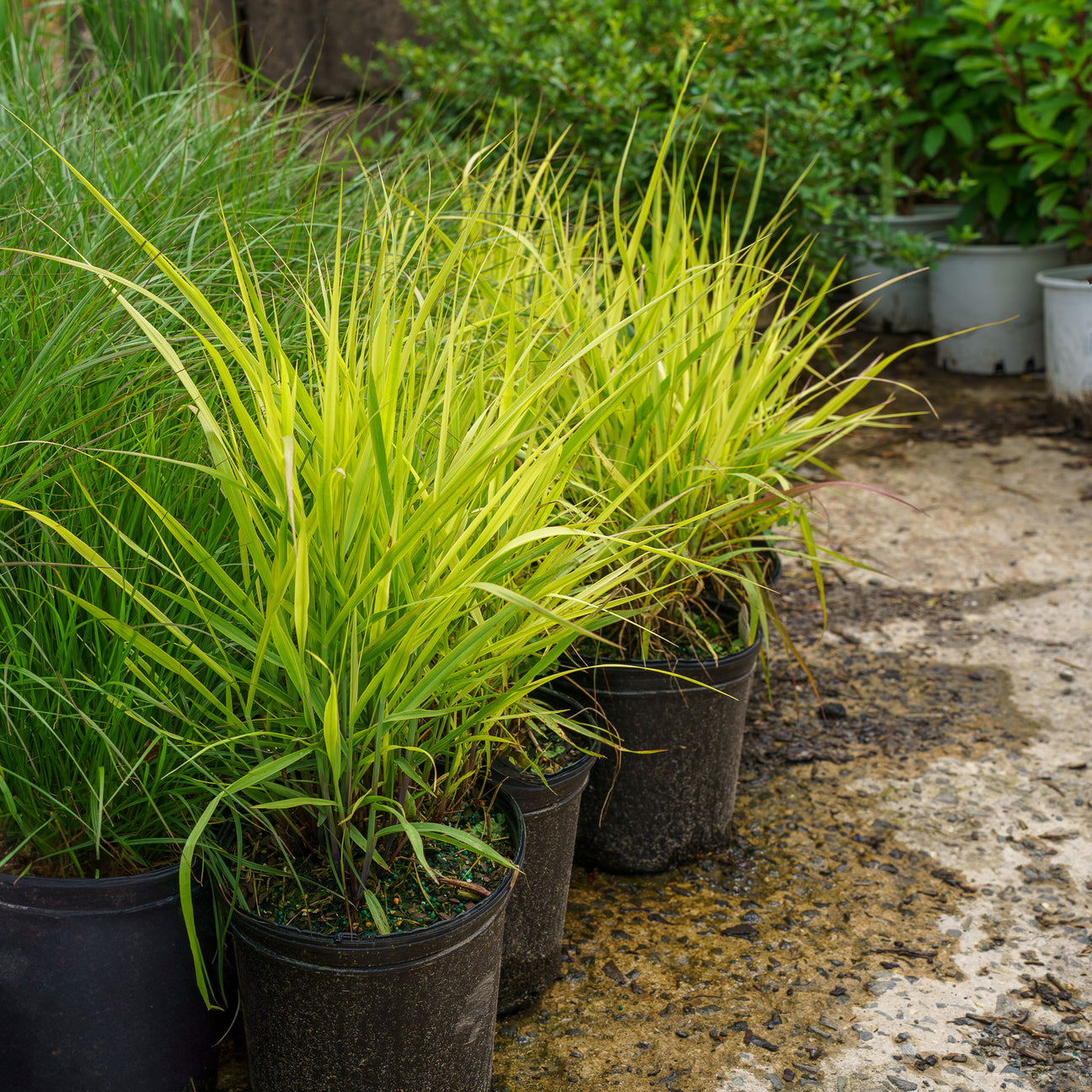 Plant of the Week - Shenandoah Switchgrass – Plant Detectives