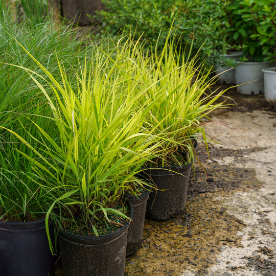 Plant of the Week - Shenandoah Switchgrass – Plant Detectives